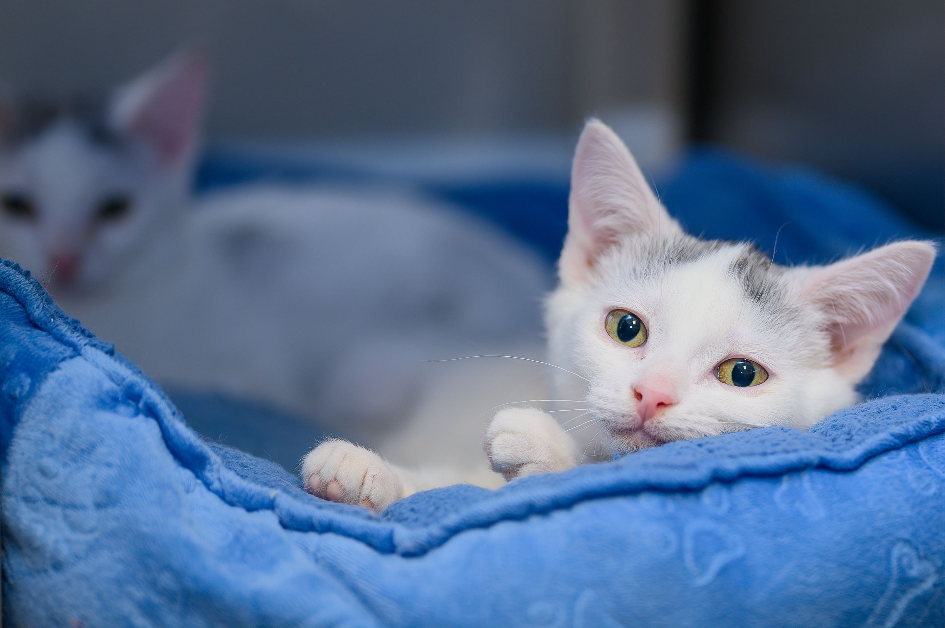 Close-Up Shot of a Kitten · Free Stock Photo