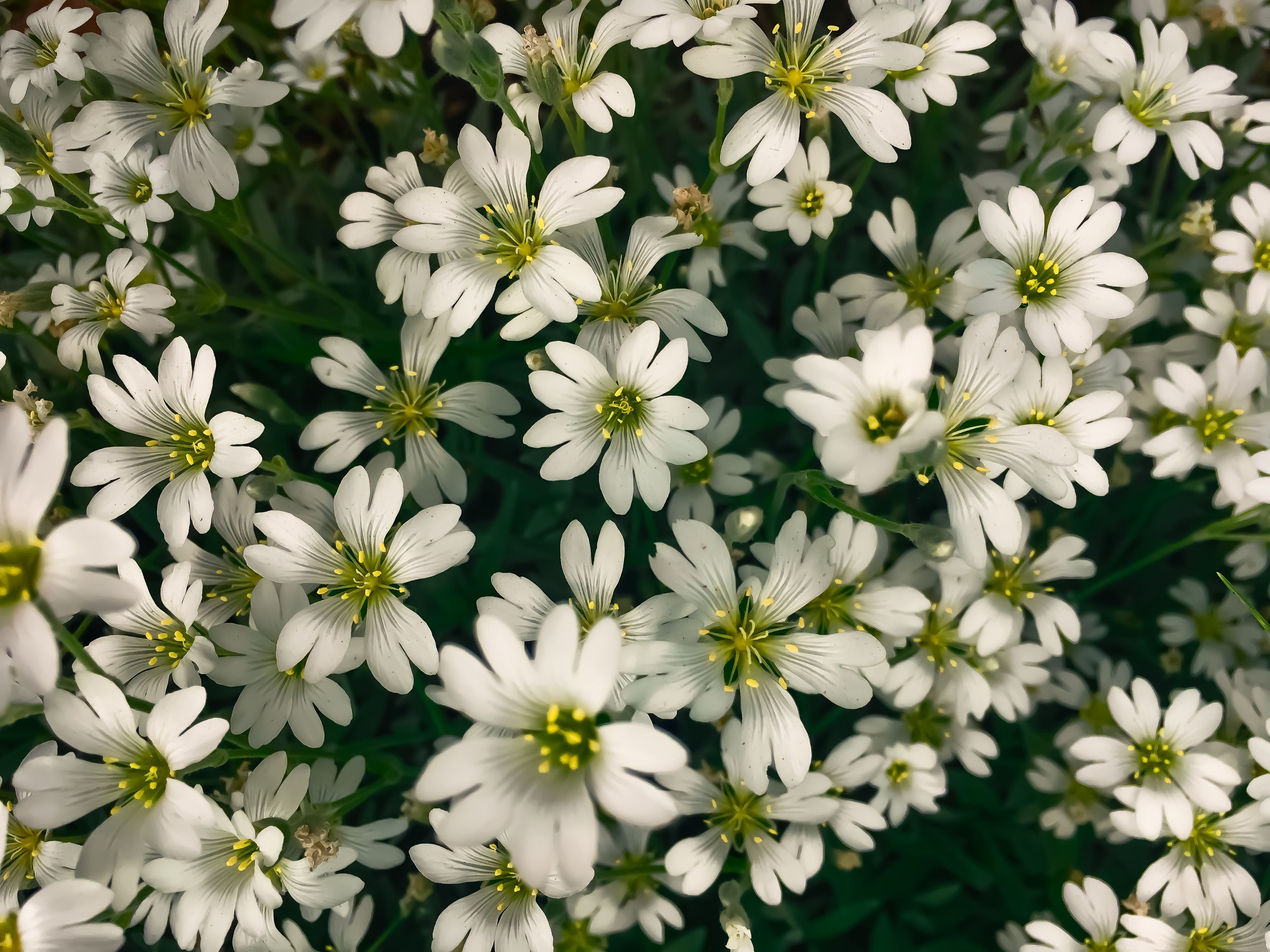 Wallpaper White Flowers Photos, Download The BEST Free Wallpaper White ...
