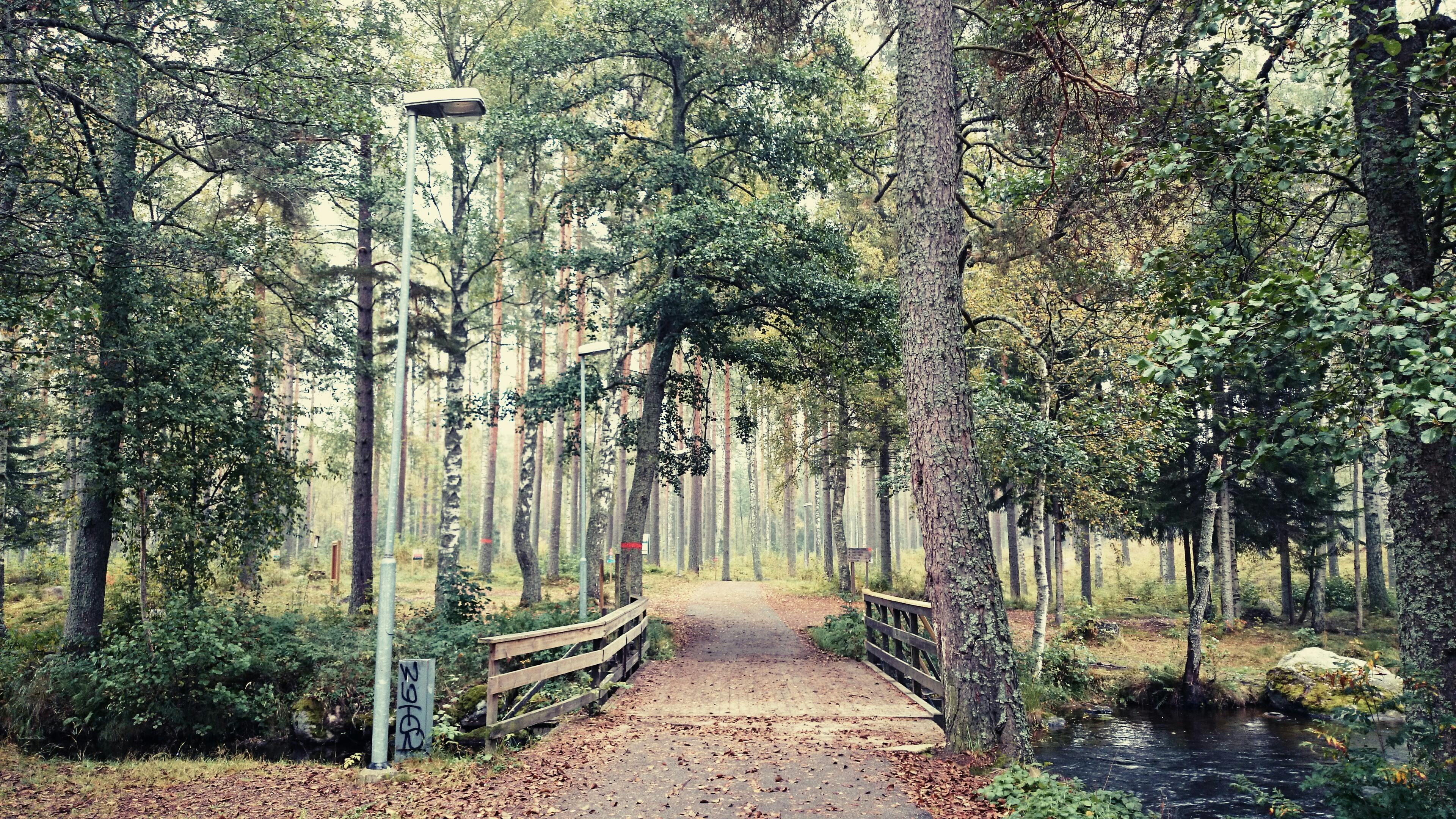 Free stock photo of bridge, nature, trees