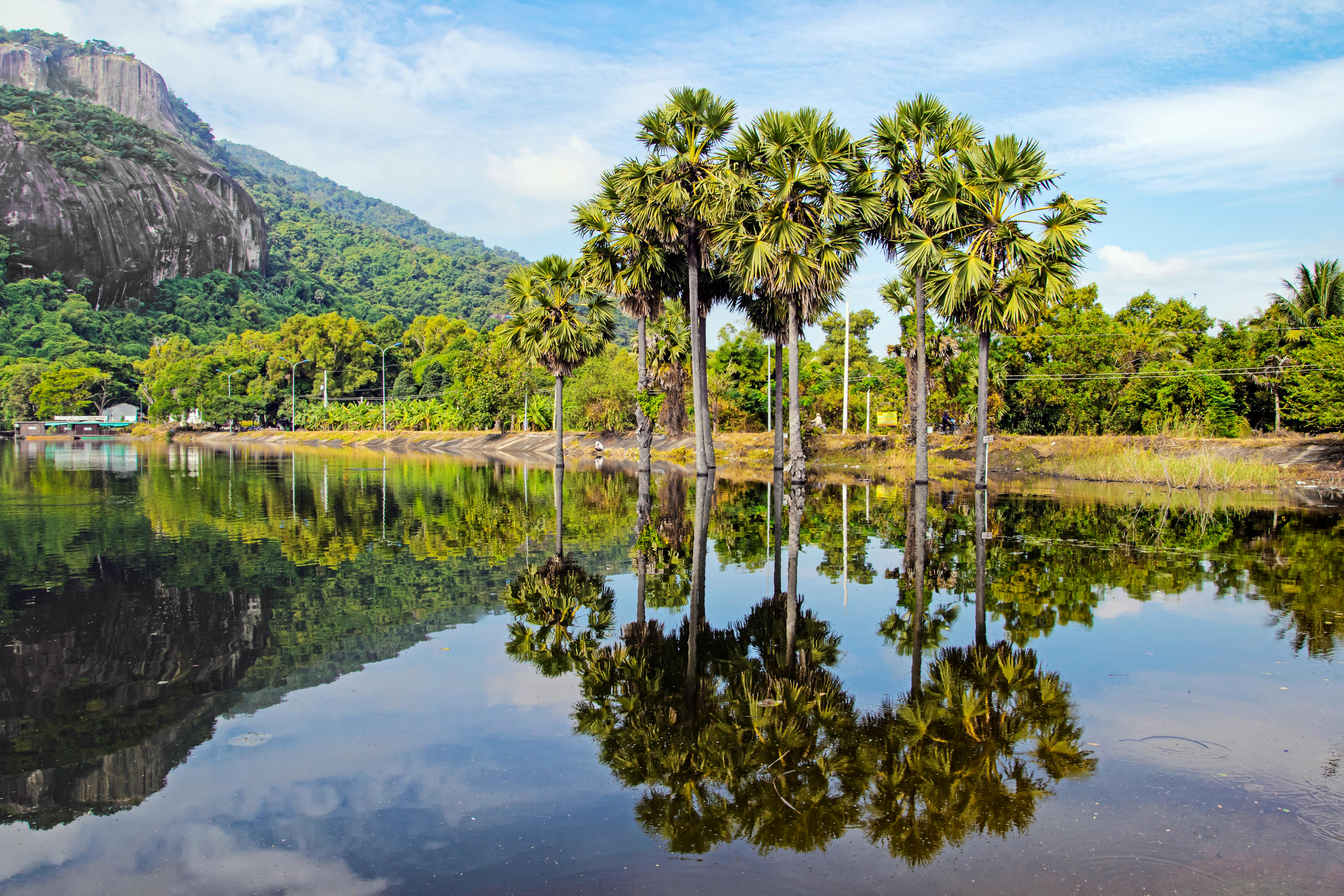 Green Leafed Tree Near Body of Water · Free Stock Photo