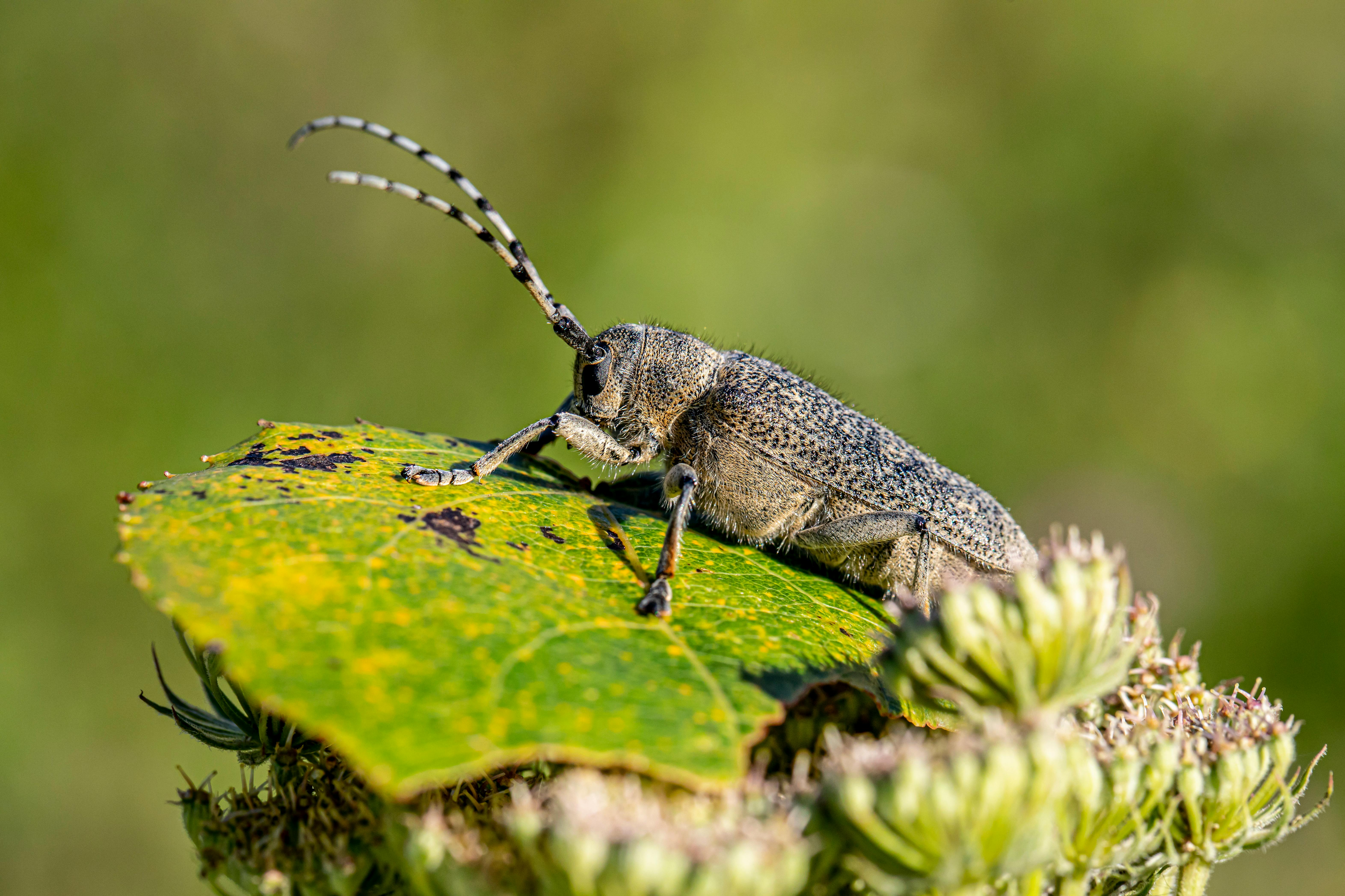 Close Up Photo of a Beetle · Free Stock Photo