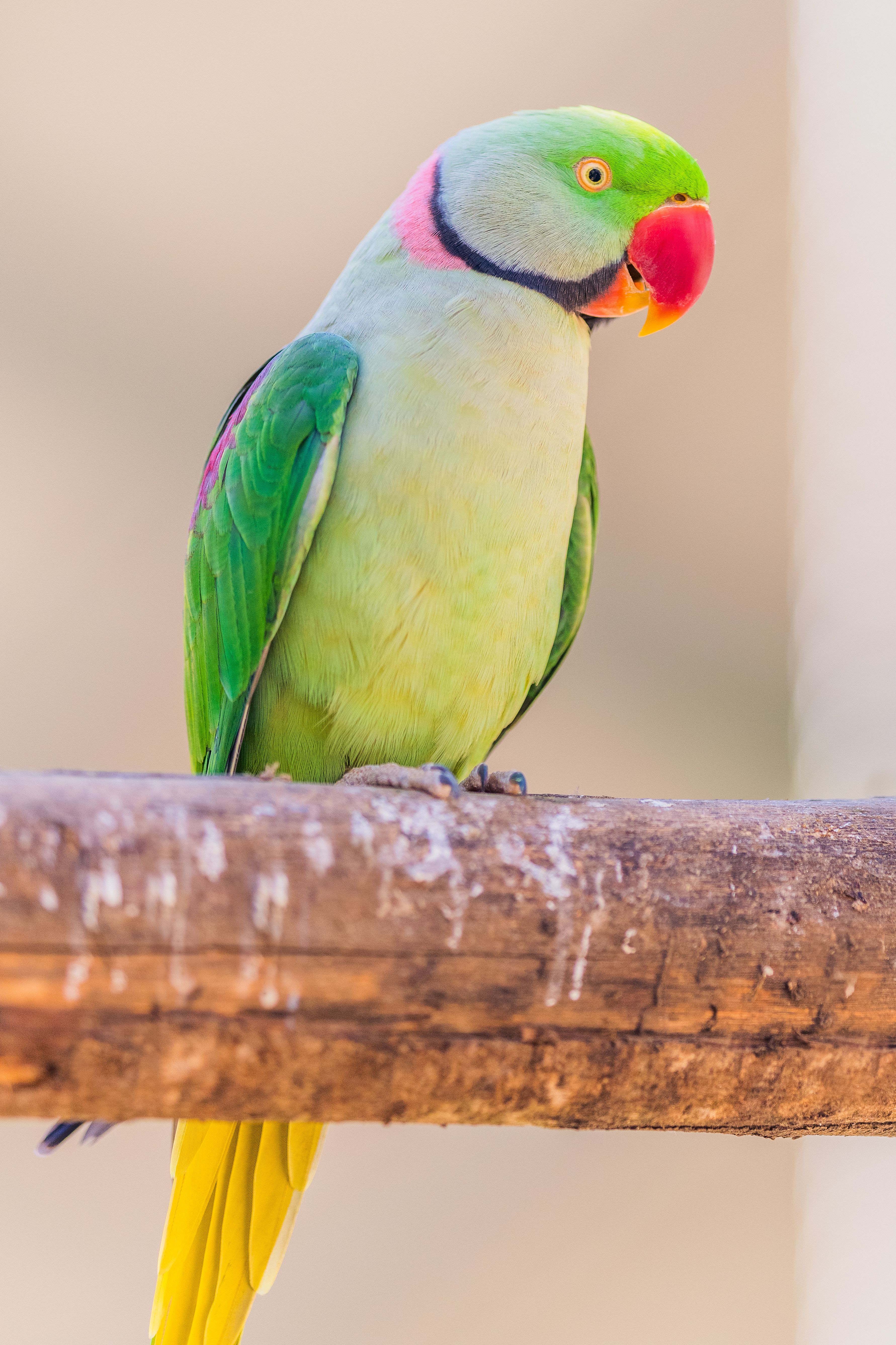 Foto profissional gratuita de animal, arara, ave