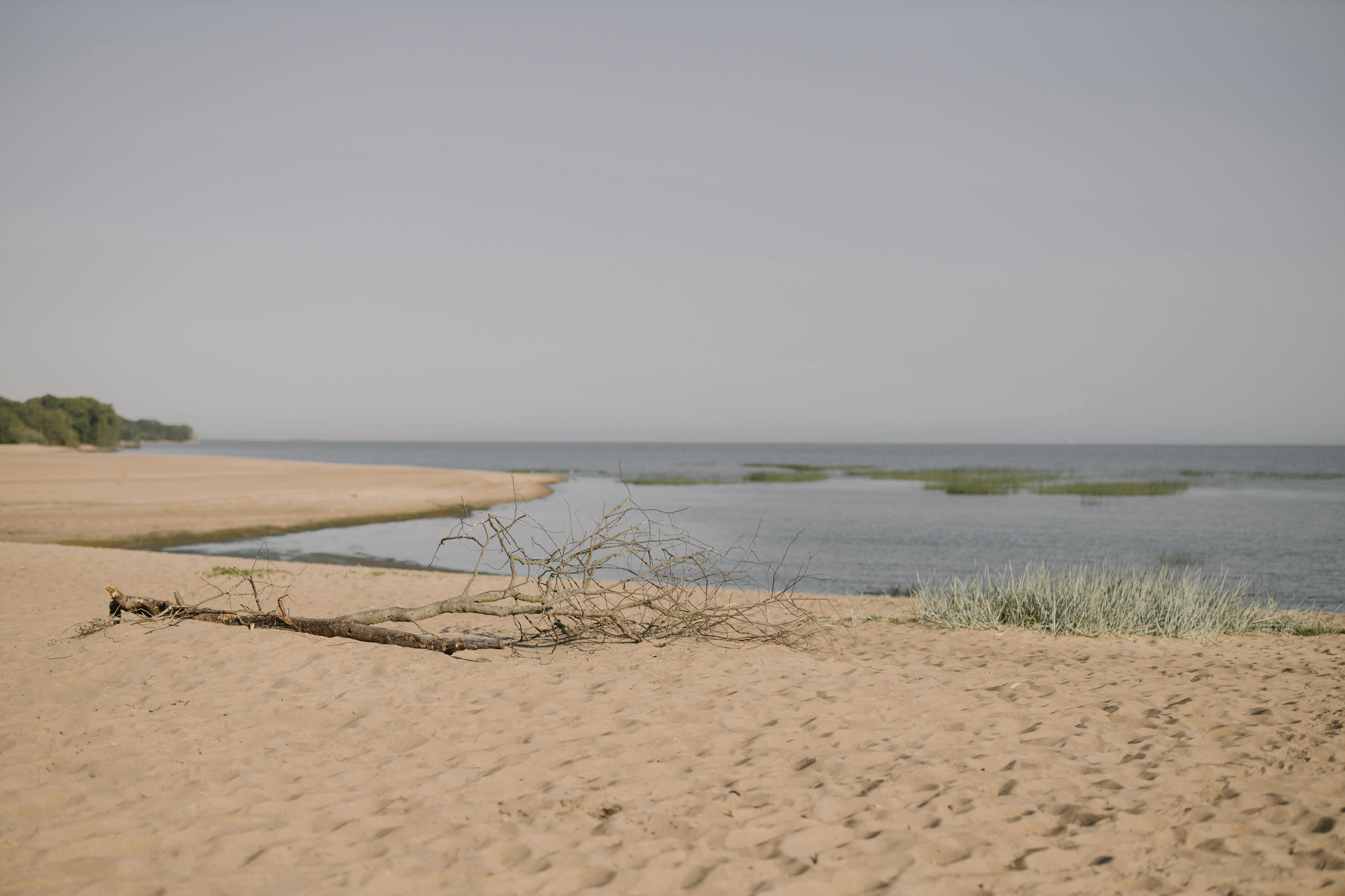 Tree Log on Brown Sand · Free Stock Photo