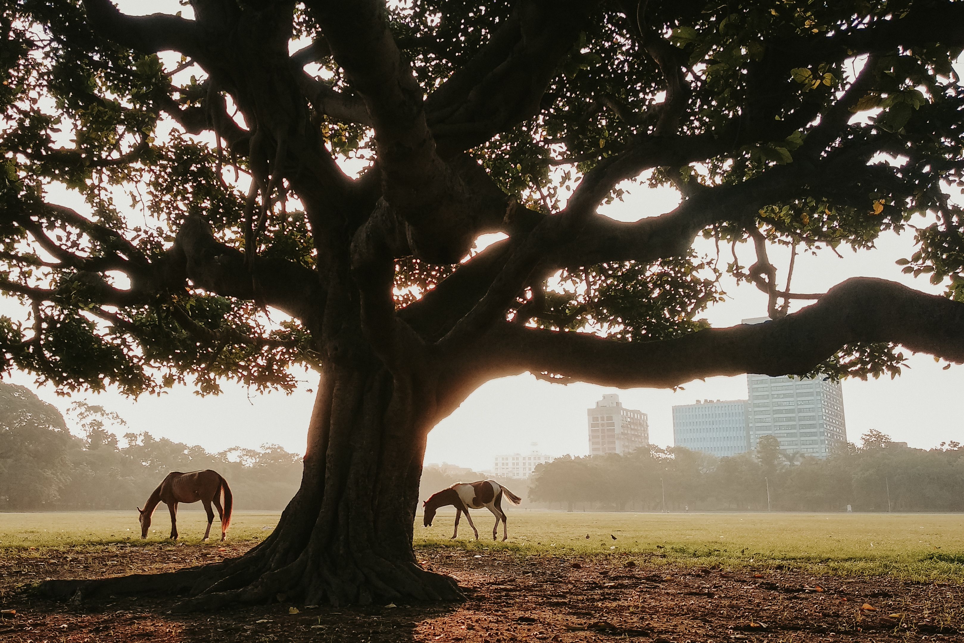 Horses pasturing near big tree · Free Stock Photo
