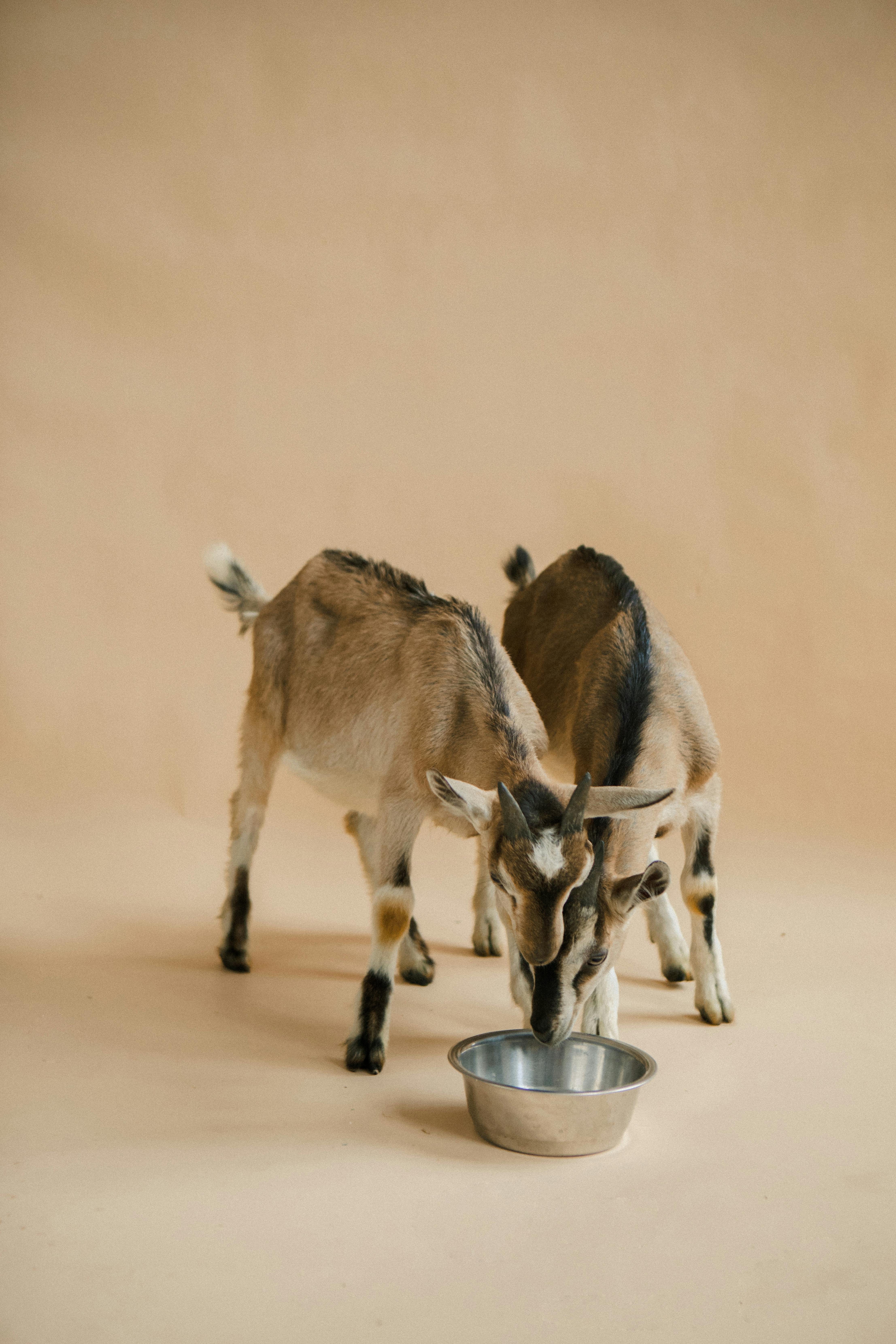 Studio Shot of Little Goats with Metal Bowl against Beige Background ...