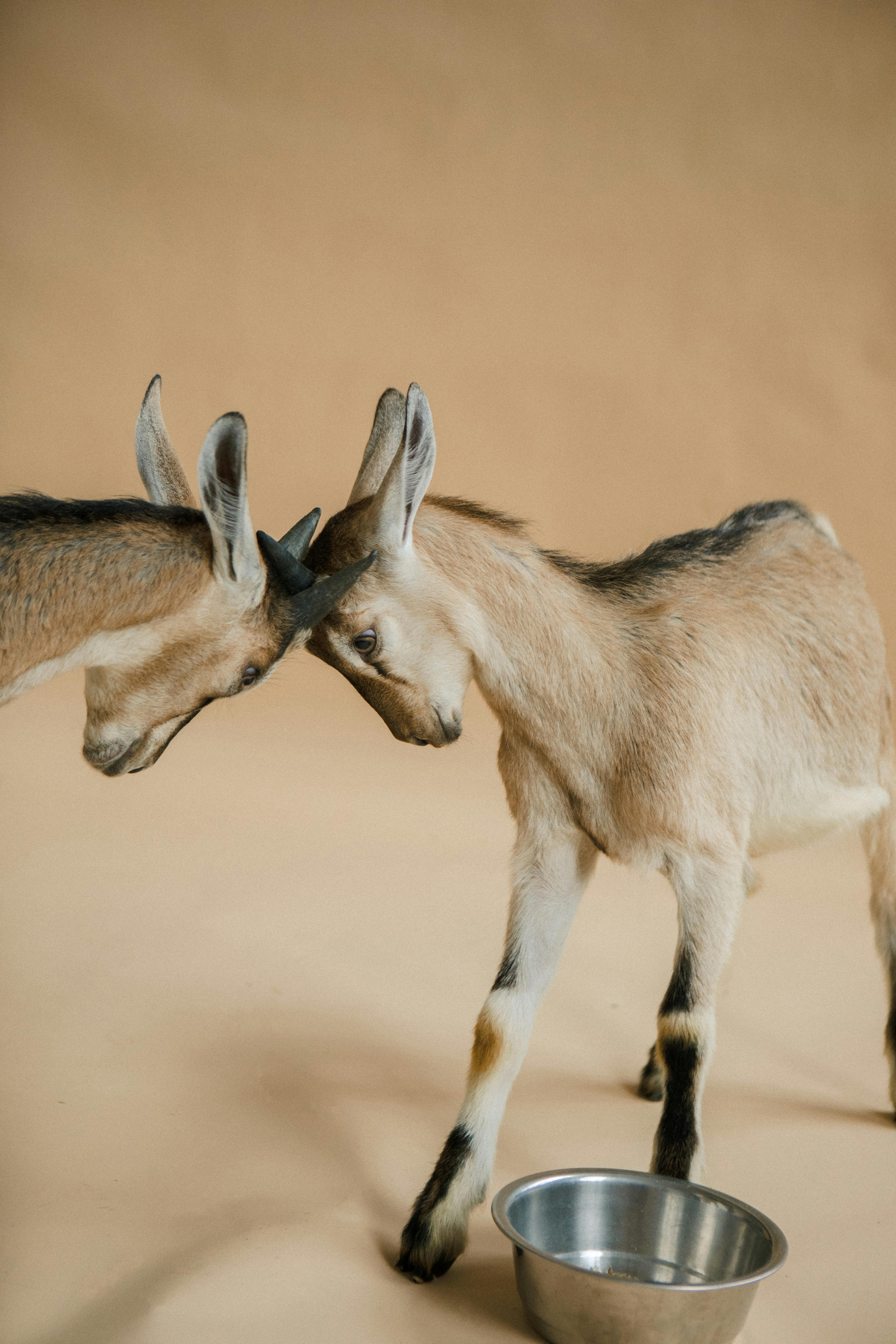 Dynamic Animals Photos, Download The BEST Free Dynamic Animals Stock ...