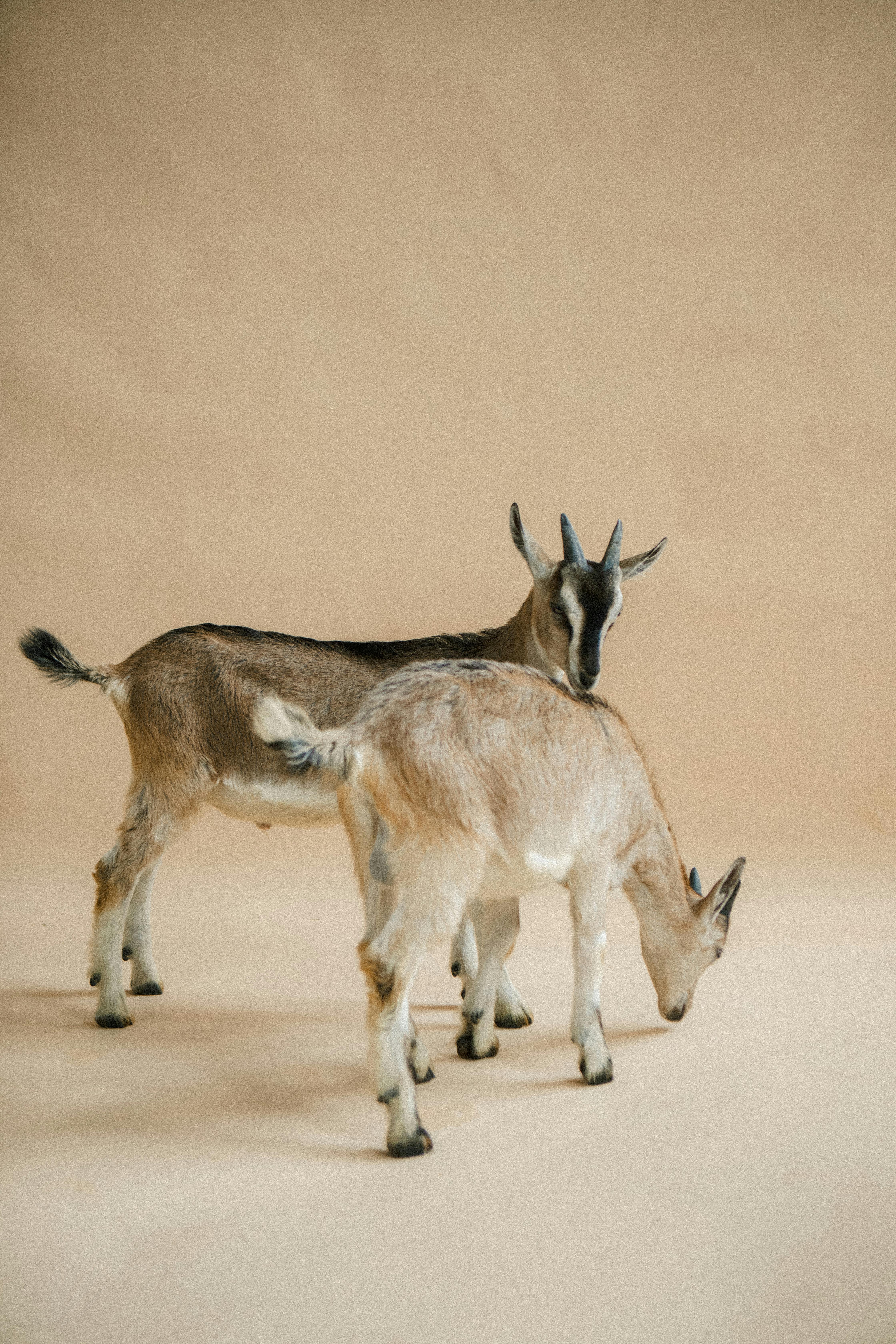 Animals in Studio · Free Stock Photo