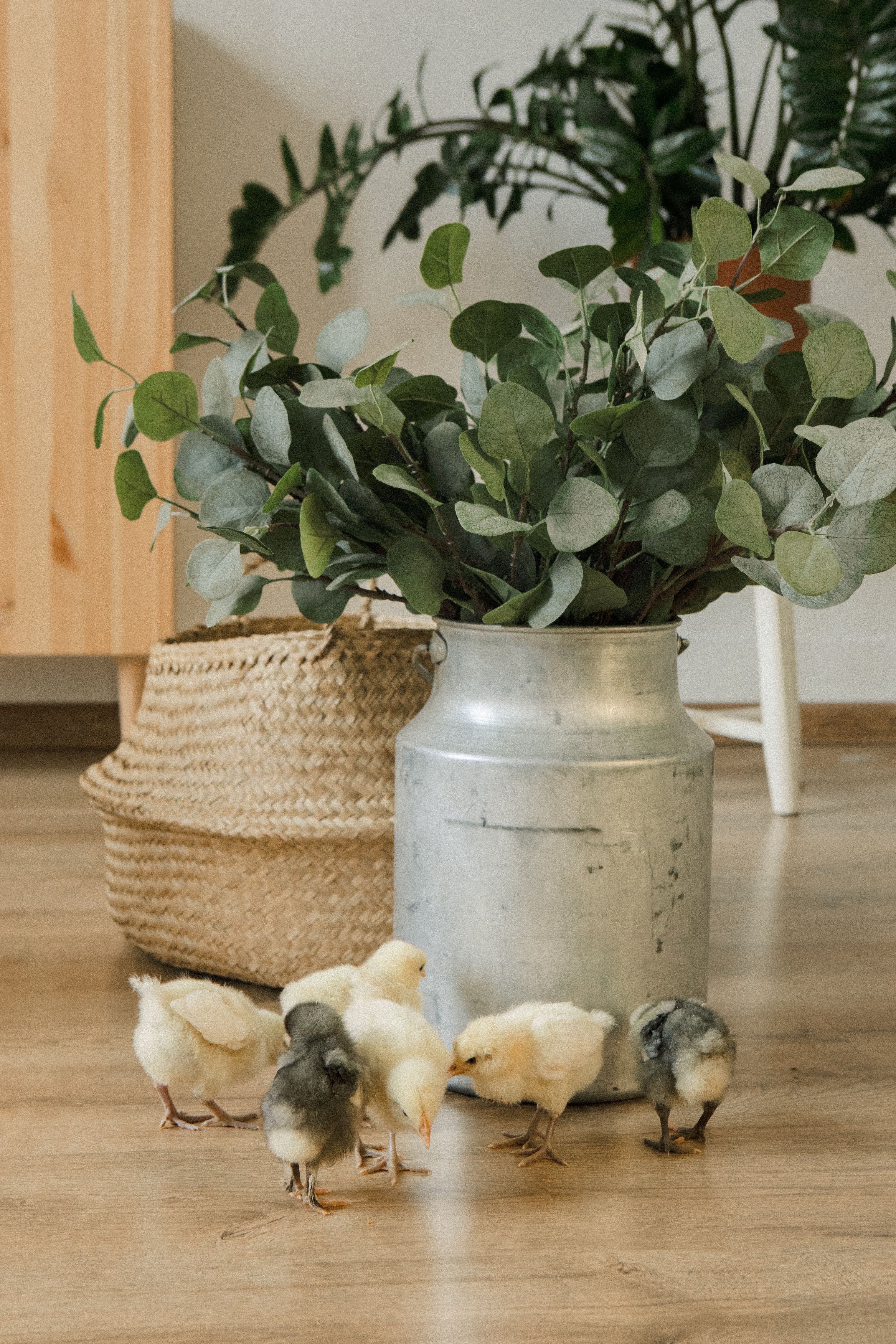 Chicks on Floor · Free Stock Photo