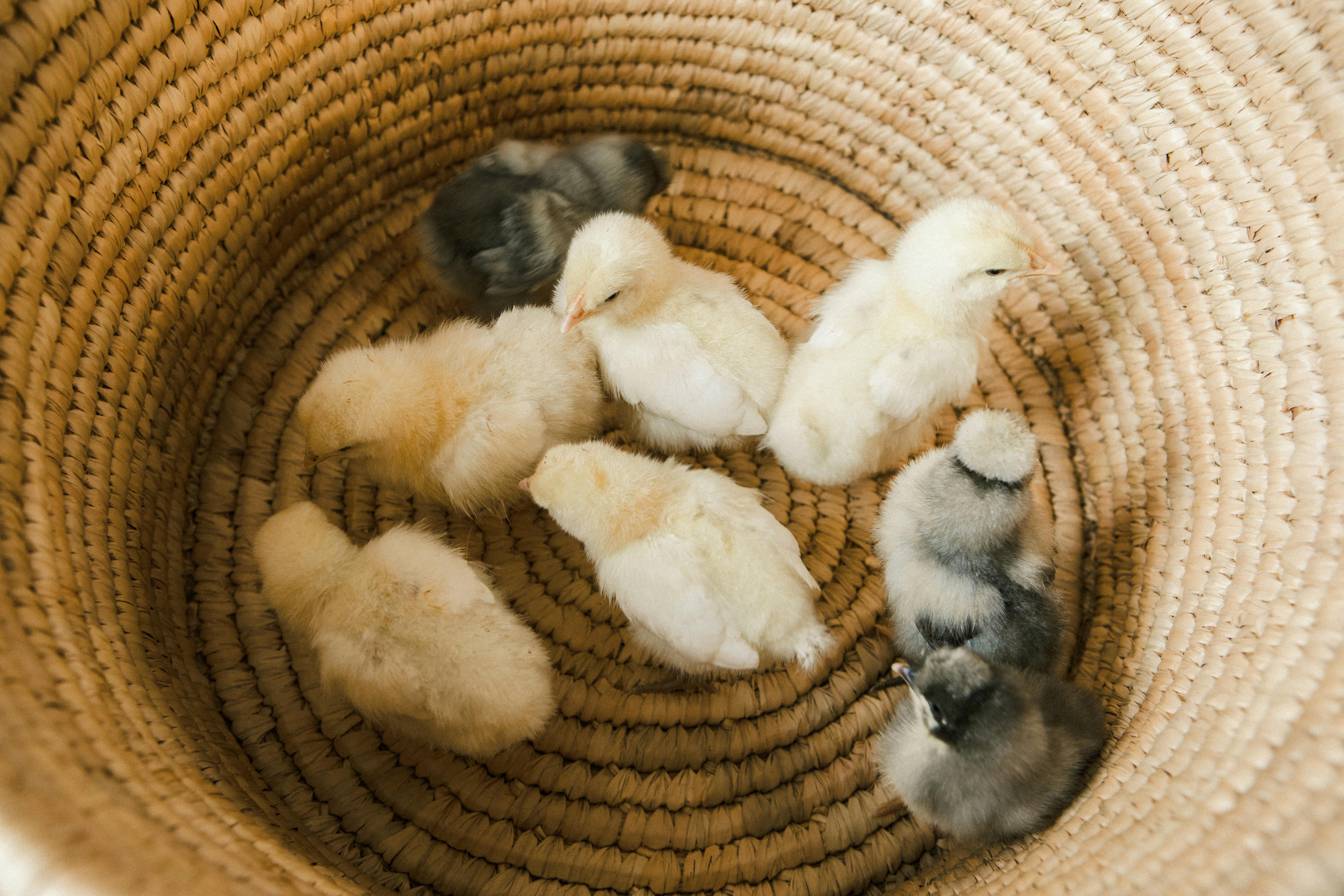 Little Chicks in Basket · Free Stock Photo