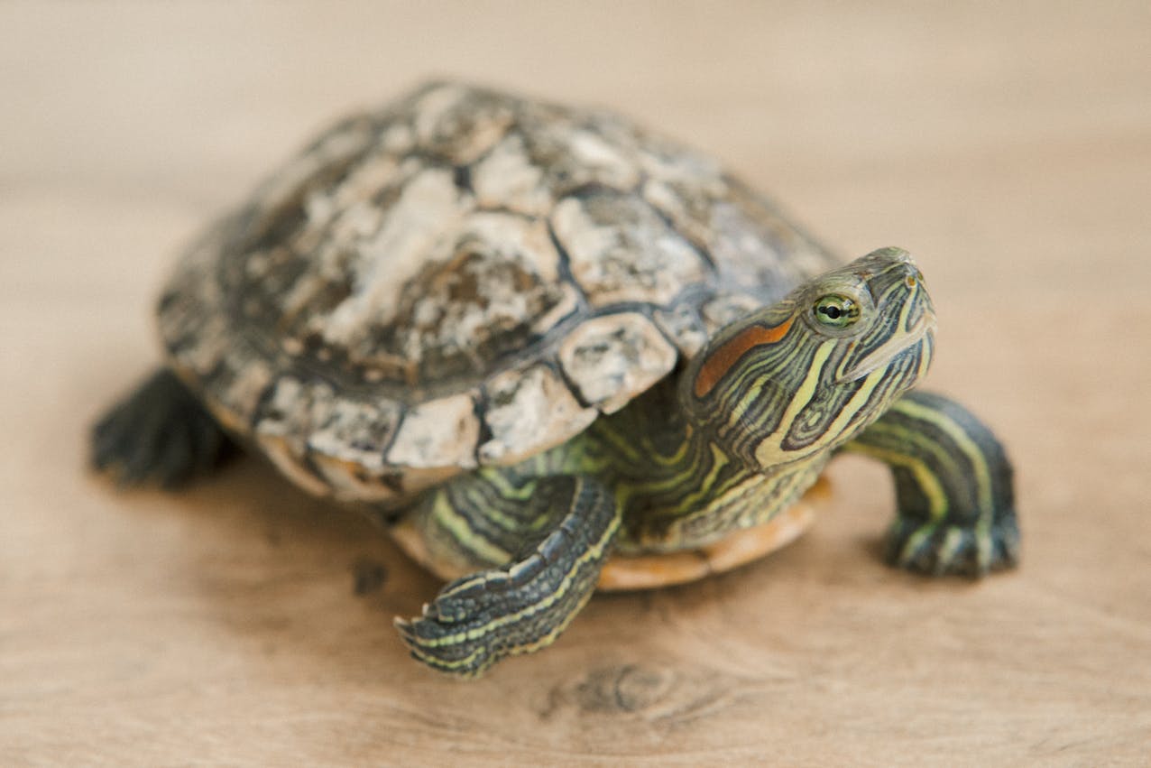 Understanding Eastern Musk Turtles: Care and Habitat Needs