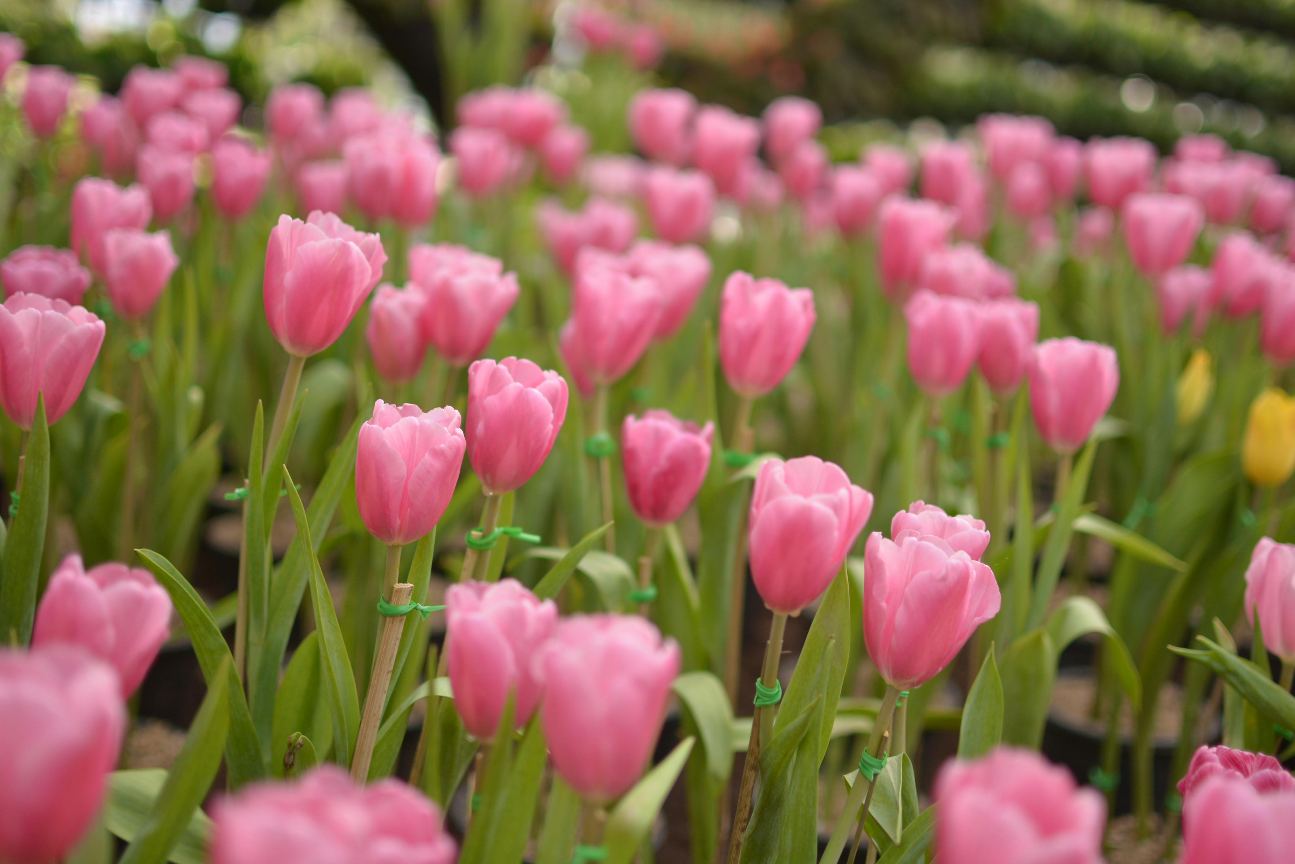 Field Full of Pink Tulips · Free Stock Photo