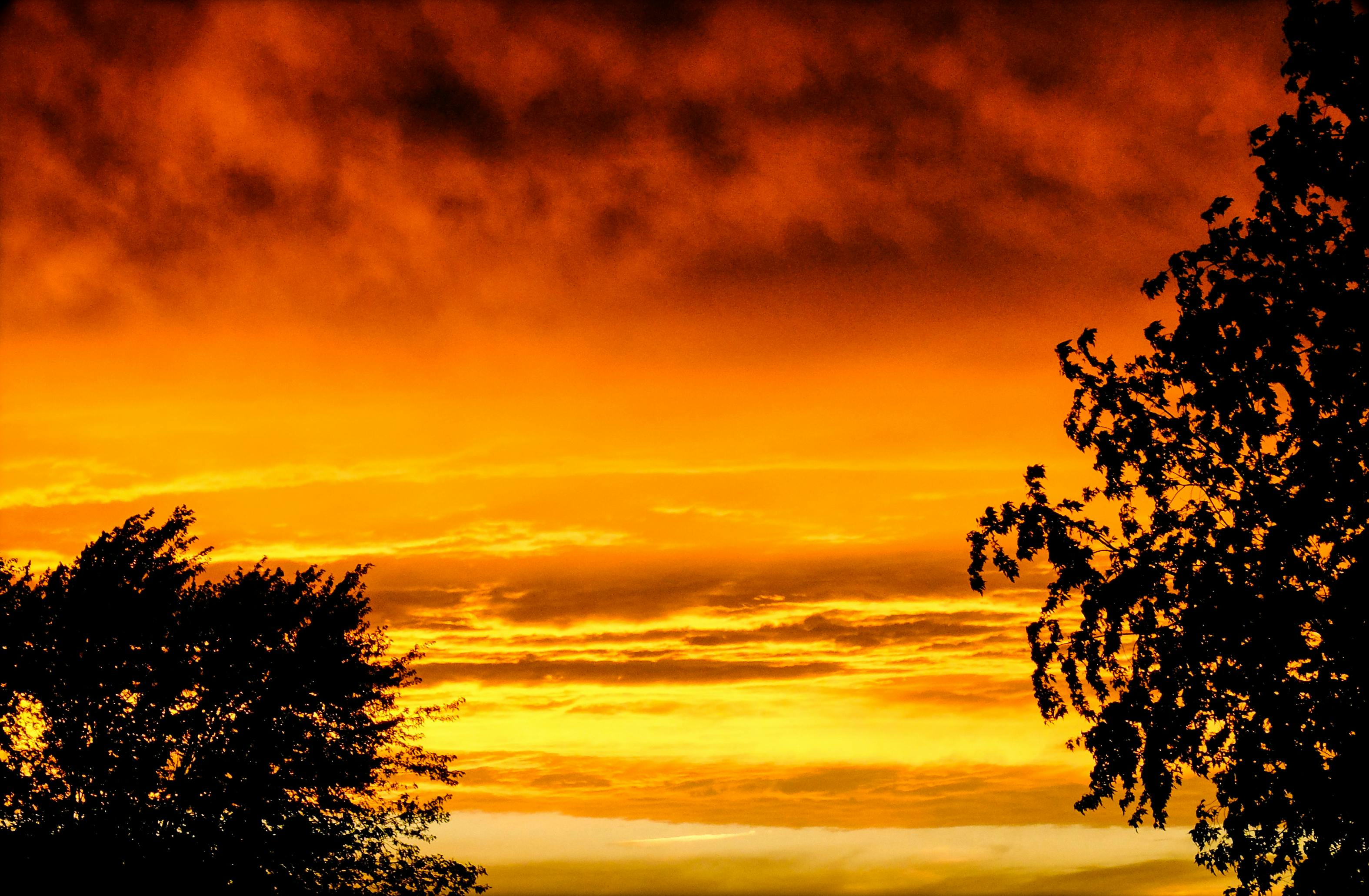 Silhouetted Trees under a Dramatic Sunset Sky · Free Stock Photo