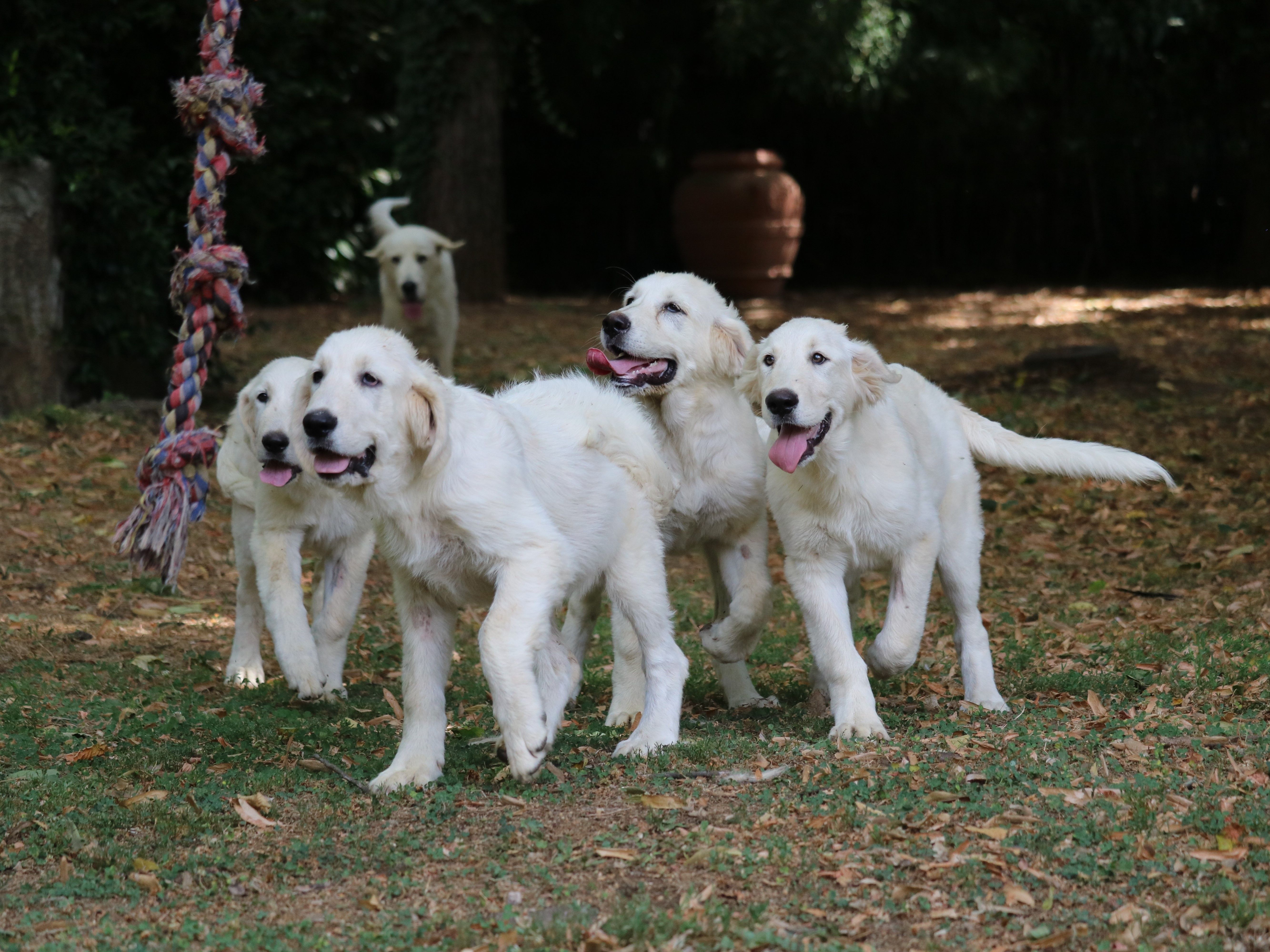 Group of Golden Retrievers Runn · Free Stock Photo