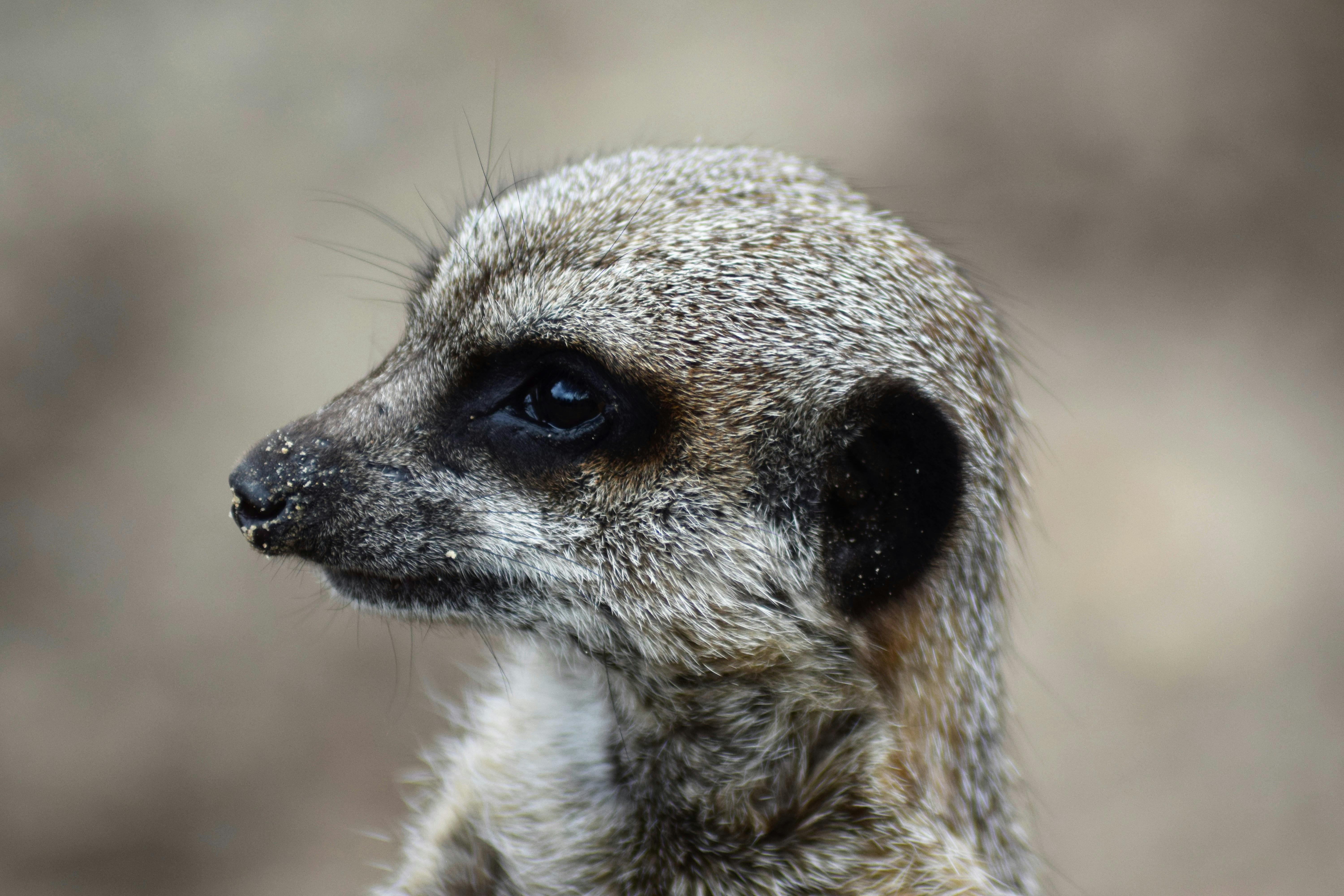 100+ Best Meerkats Photos · 100% Free Download · Pexels Stock Photos