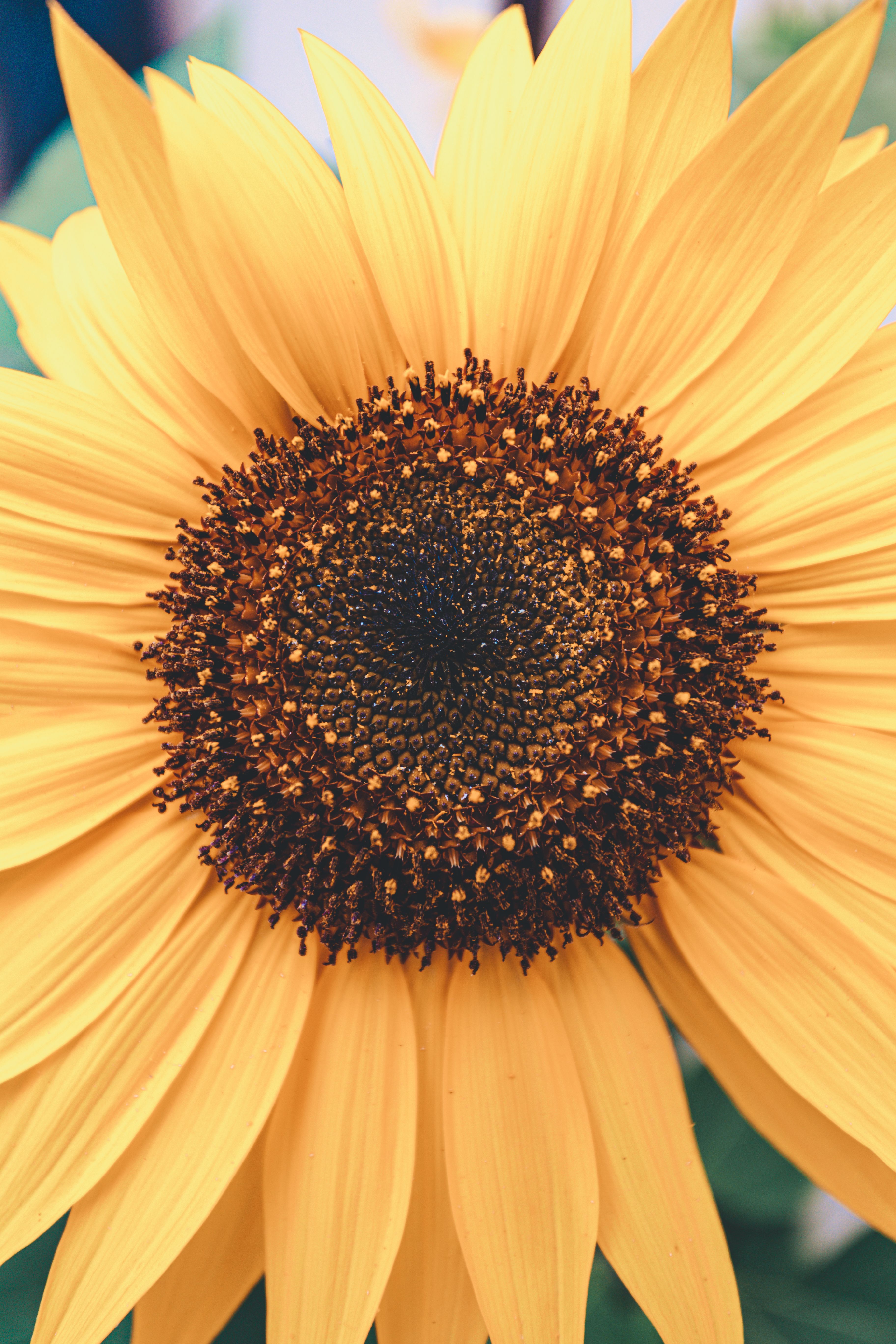 Bright sunflower with lots of small petals · Free Stock Photo
