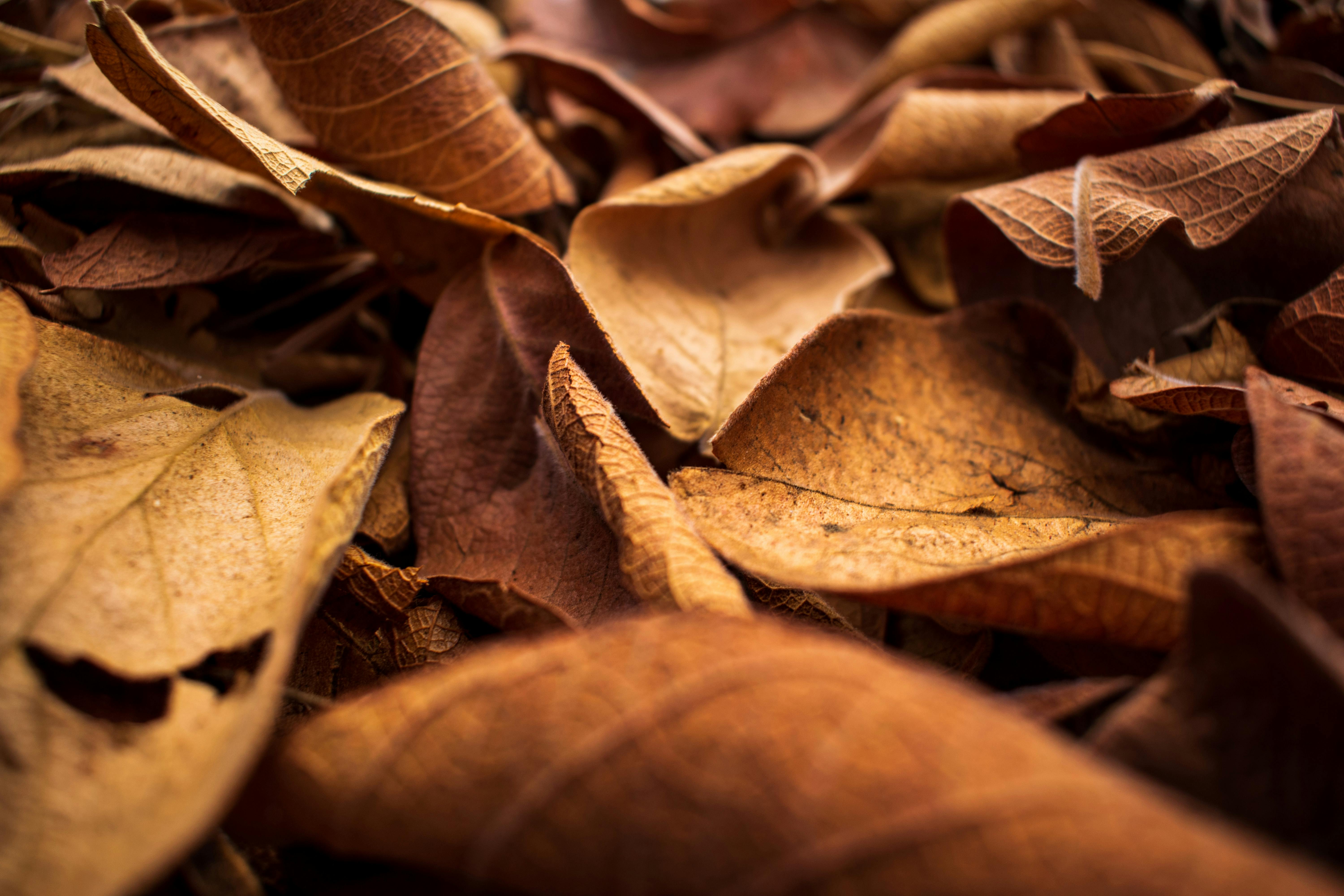 Close-Up Shot of Dry Leaves · Free Stock Photo