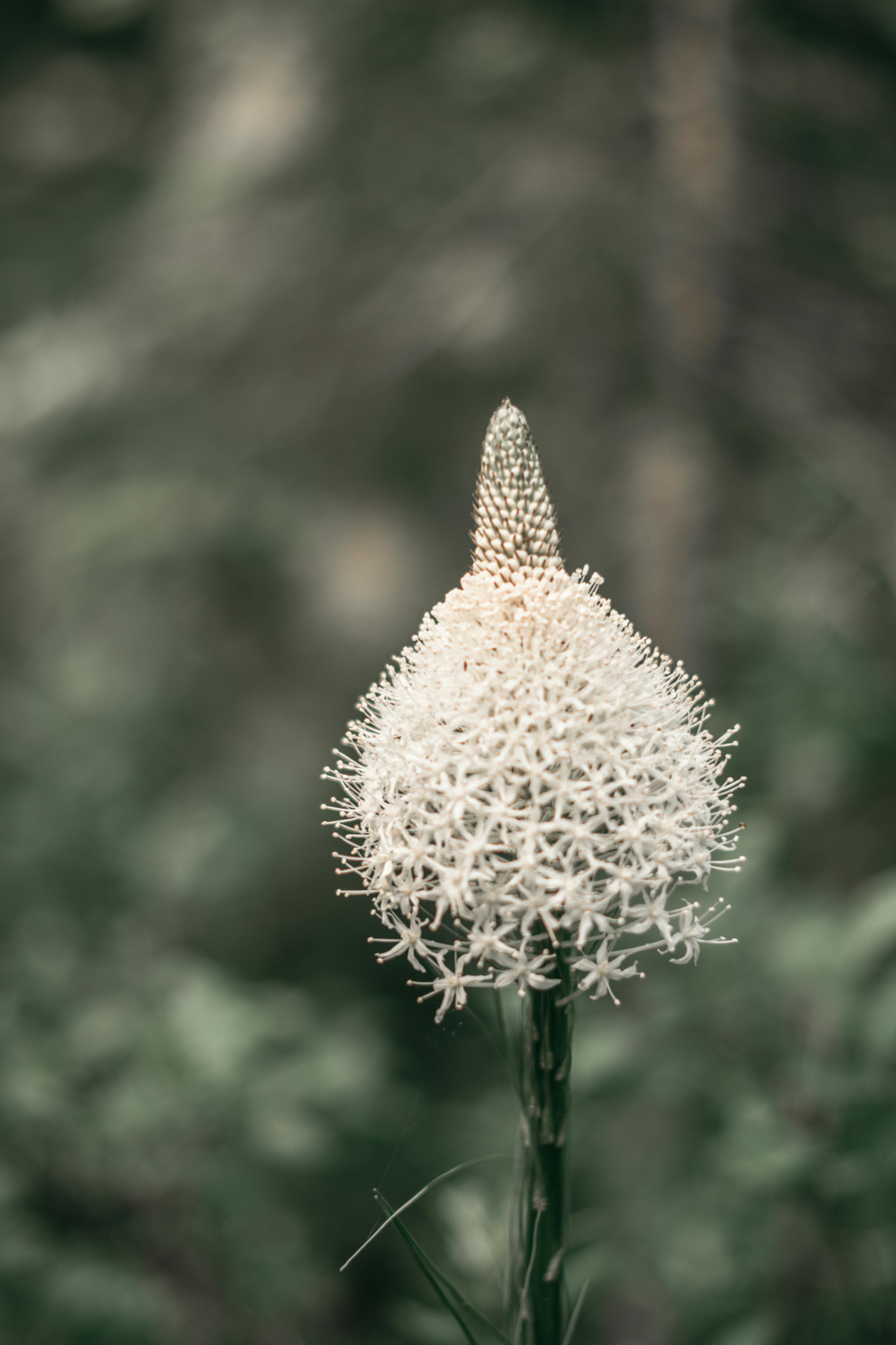 Close-Up Shot of a White Thistle Flower in Bloom · Free Stock Photo