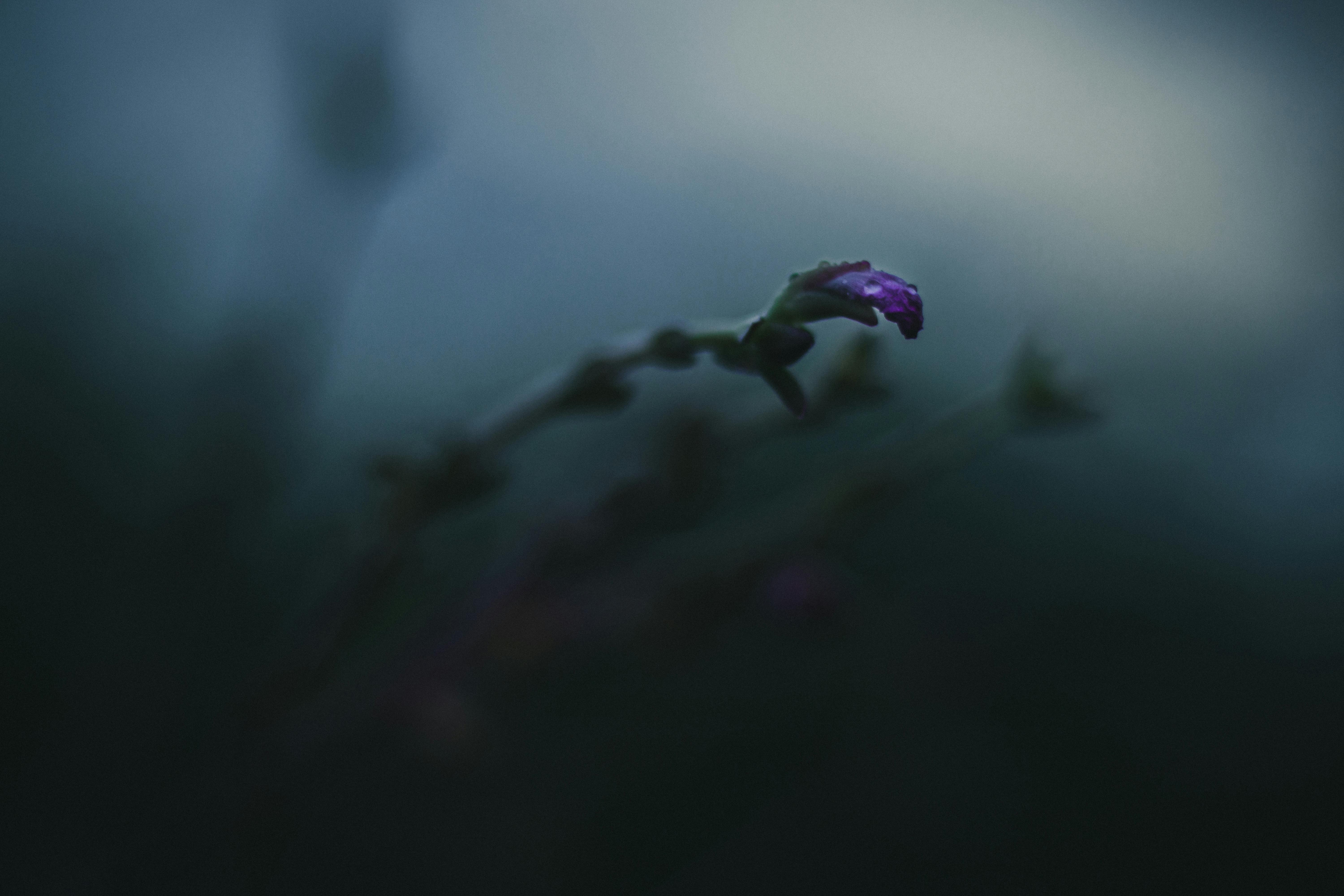 Faded flowers on sprigs in autumn garden · Free Stock Photo