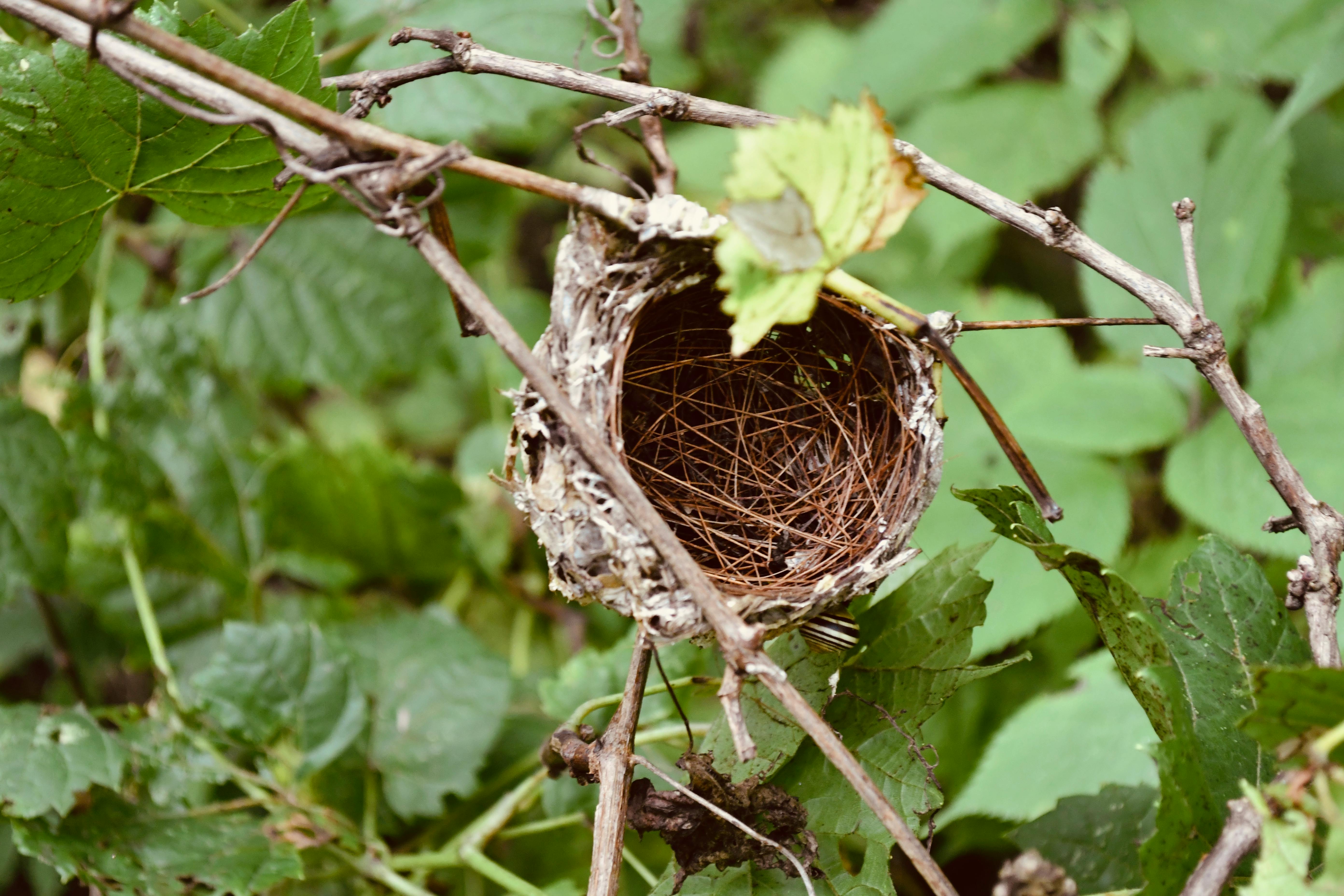 Close Up Photography of Bird Nest · Free Stock Photo