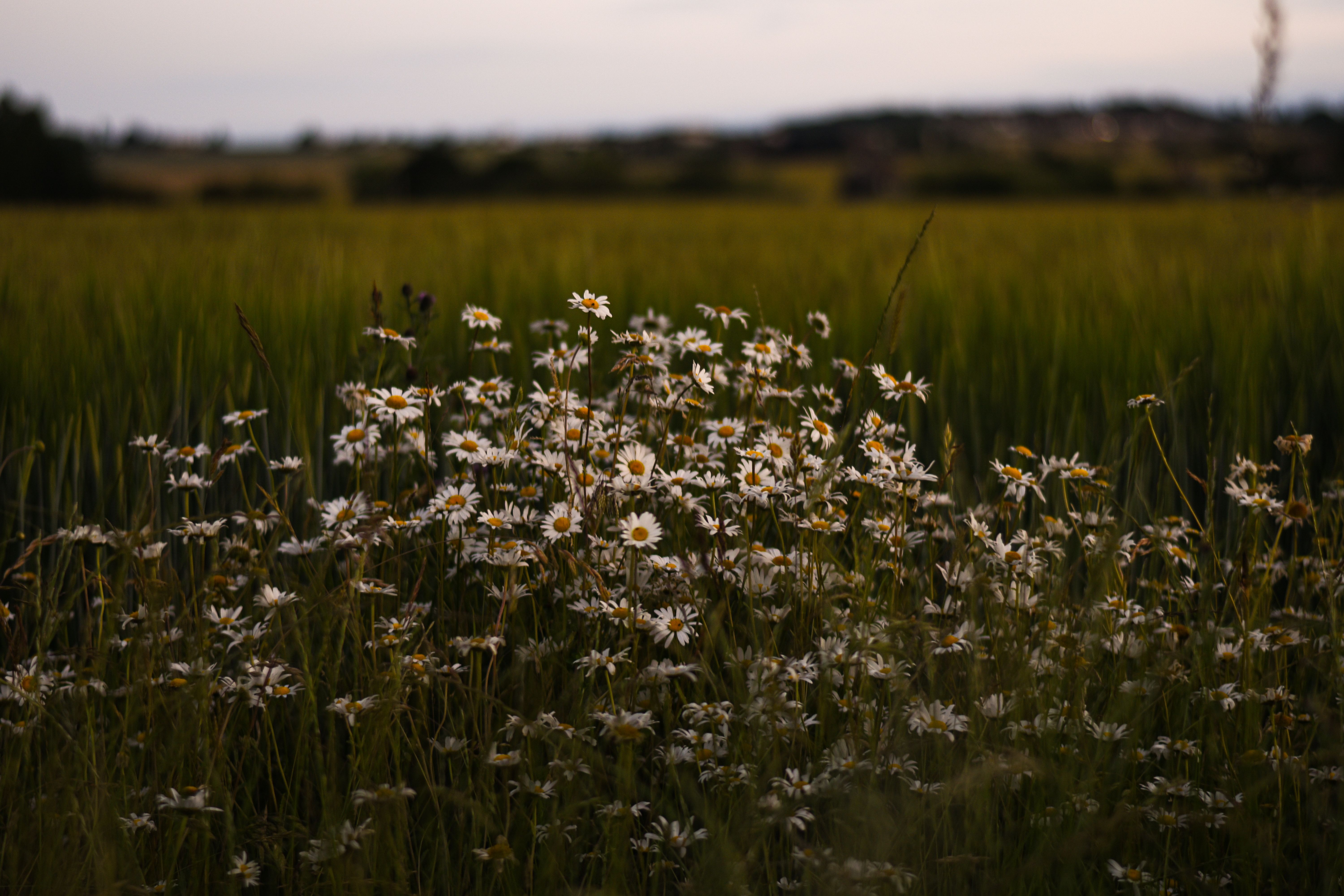 Close-up of Flowers Growing in Field · Free Stock Photo