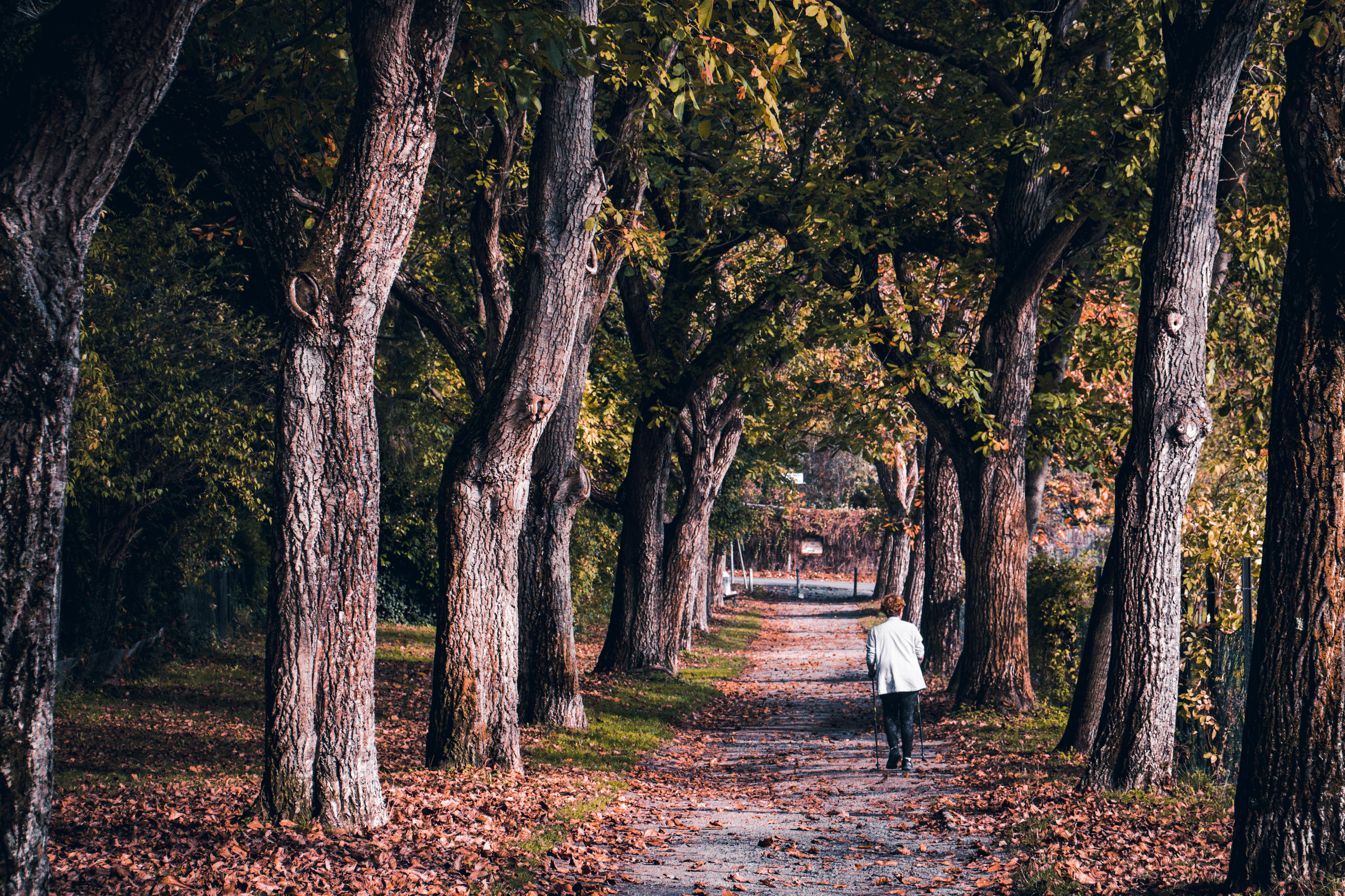 Back View Shot of a Person Walking Between Green Trees of a Forest Park ...