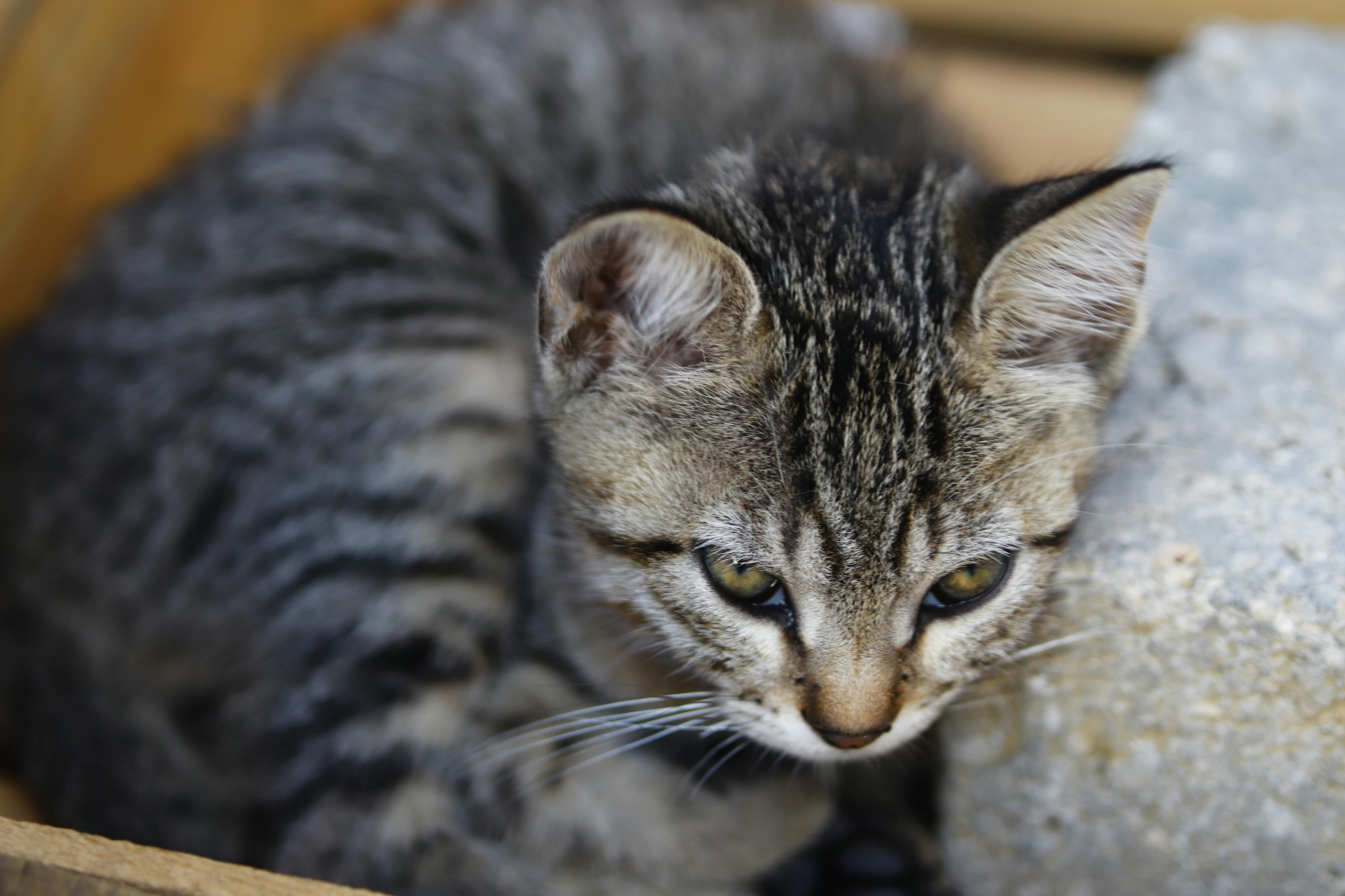 White with Blue Eyes Looking Afar · Free Stock Photo