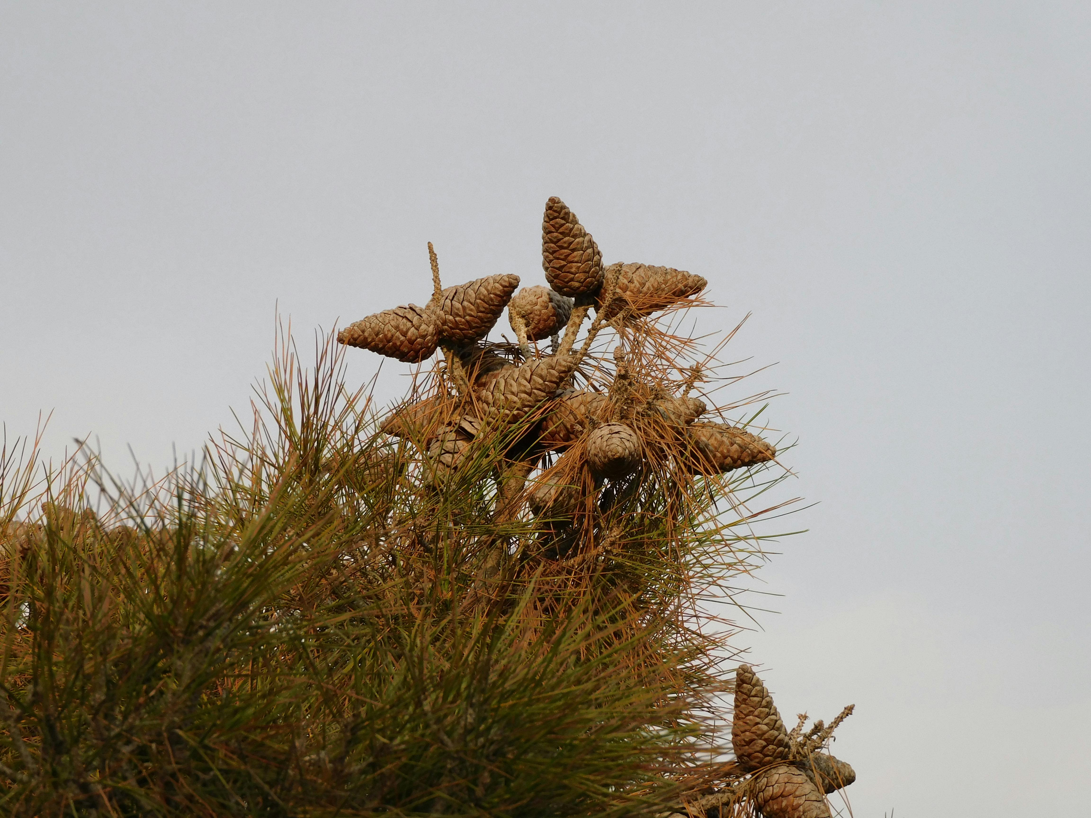 Gymnosperms Photos, Download The BEST Free Gymnosperms Stock Photos ...