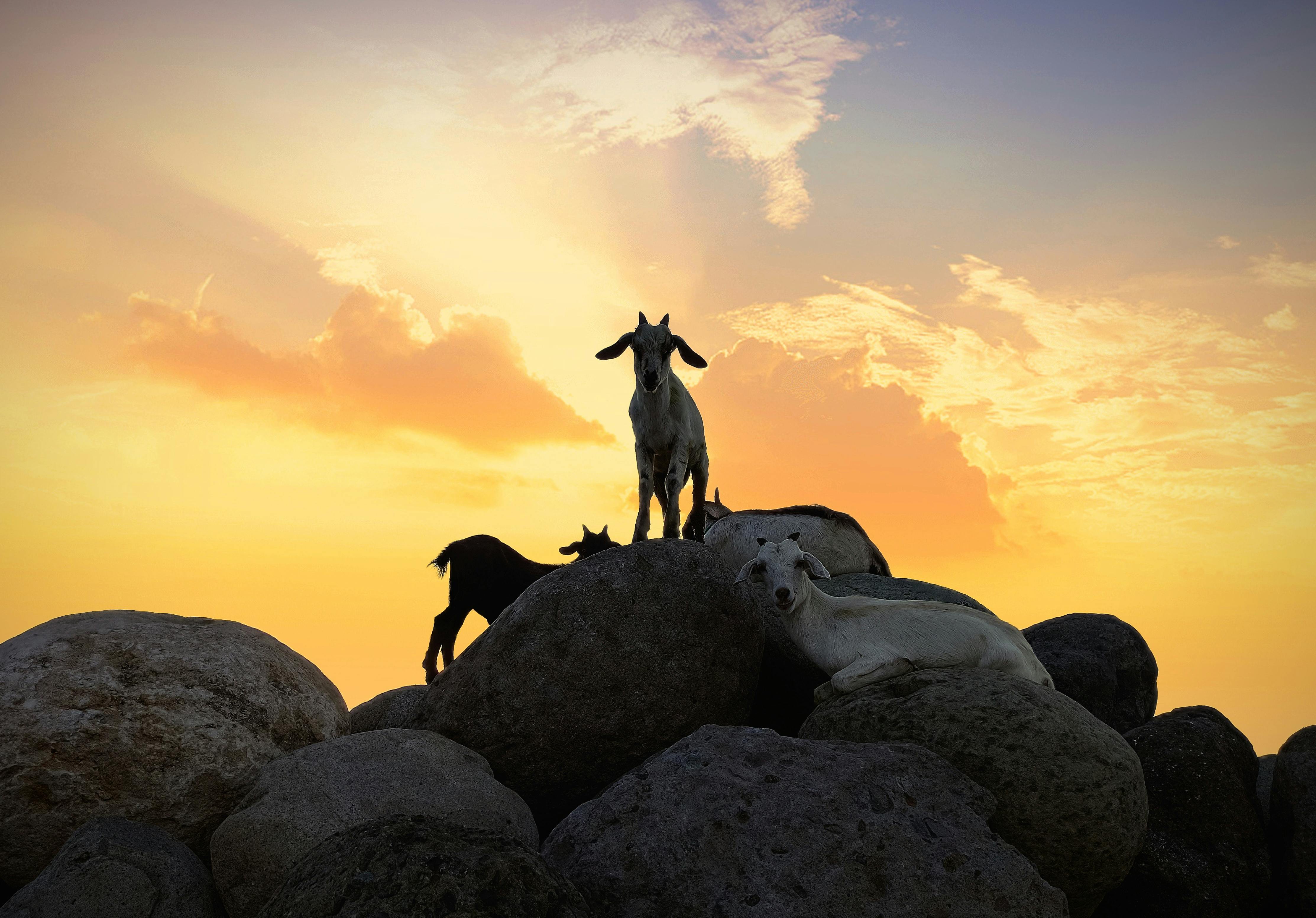 White Goats on Top of Gray Rocks during Golden Hour · Free Stock Photo