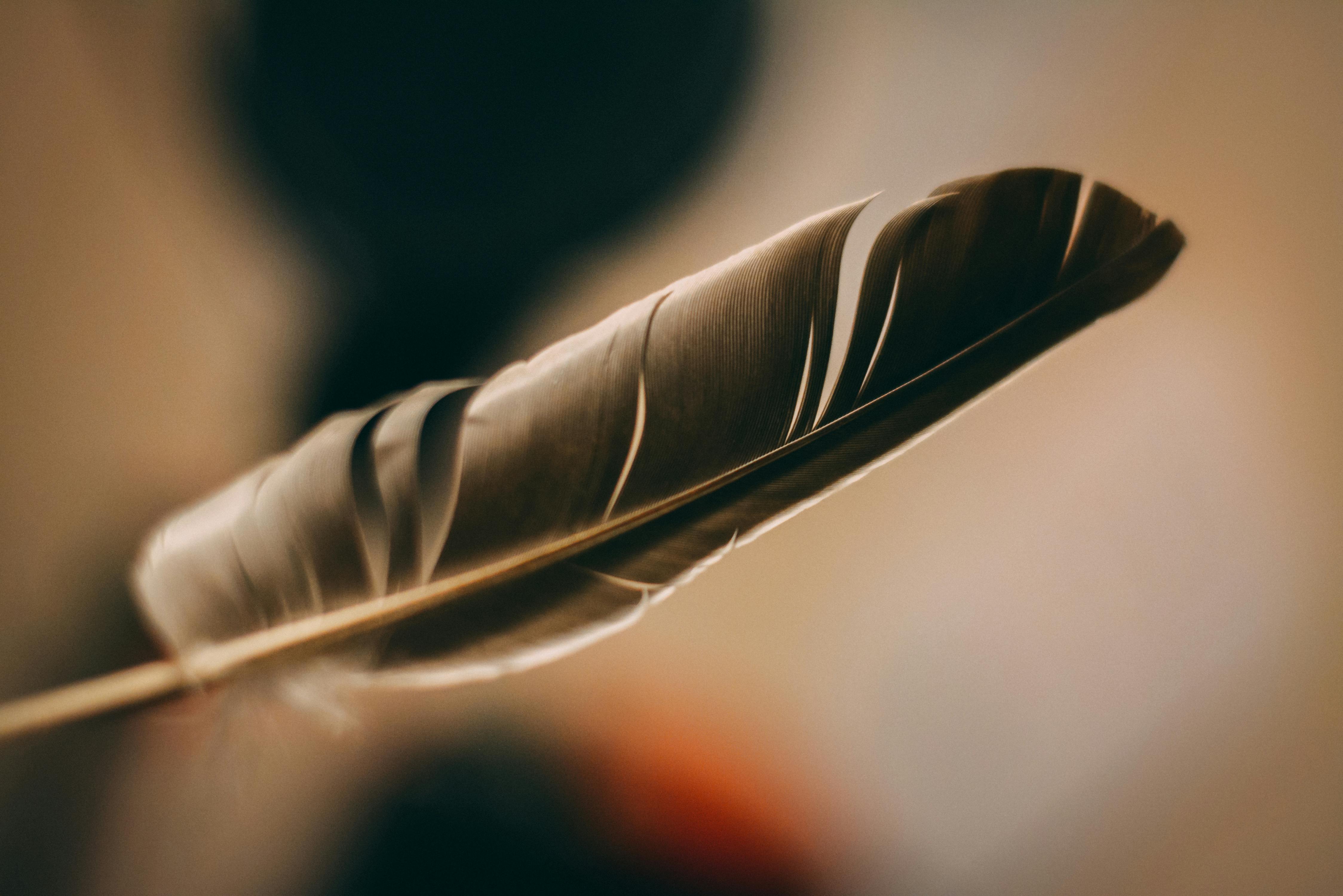 Single White Brown Feather · Free Stock Photo