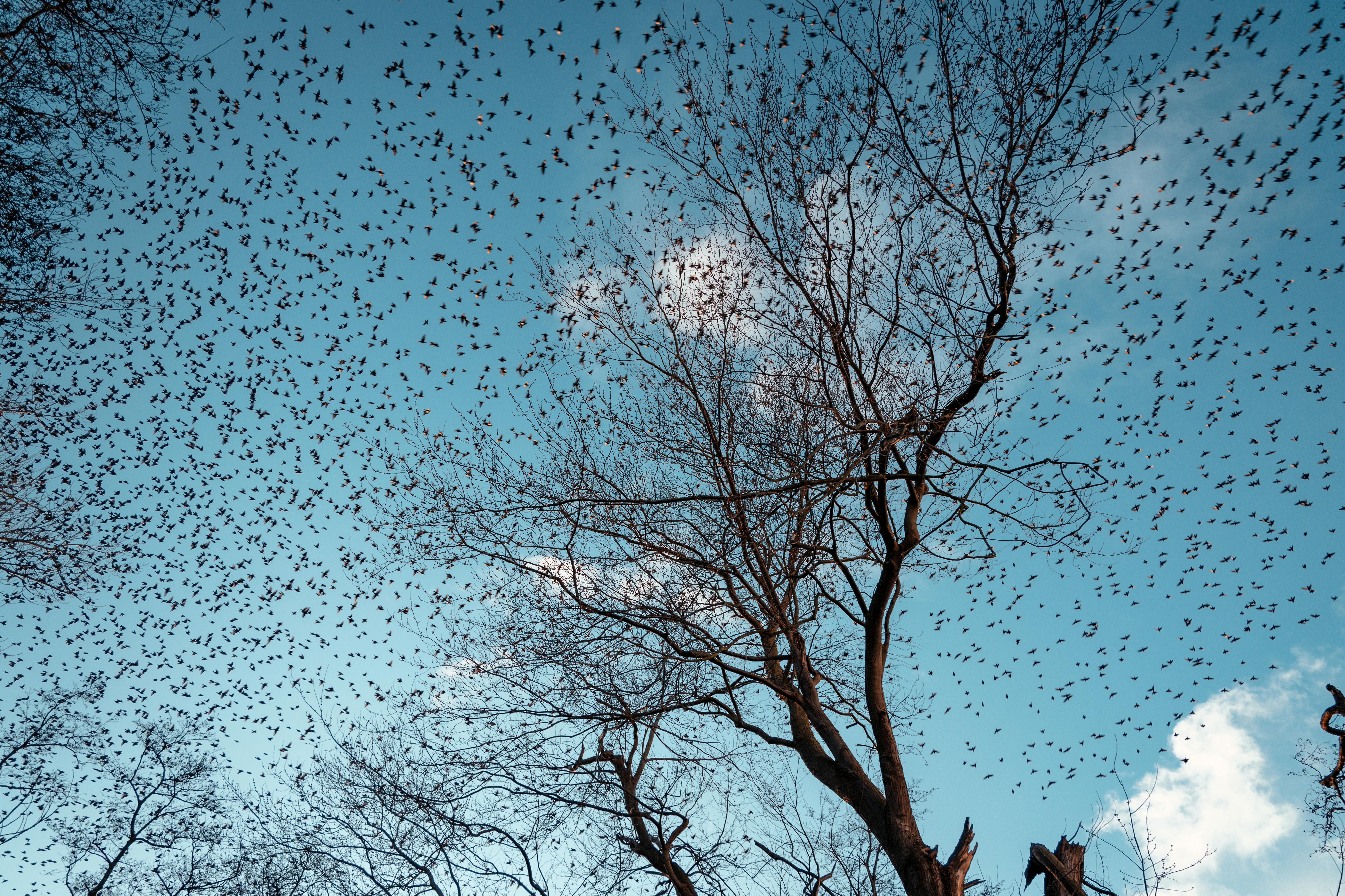 Flock of Birds Flying over Bare Trees · Free Stock Photo