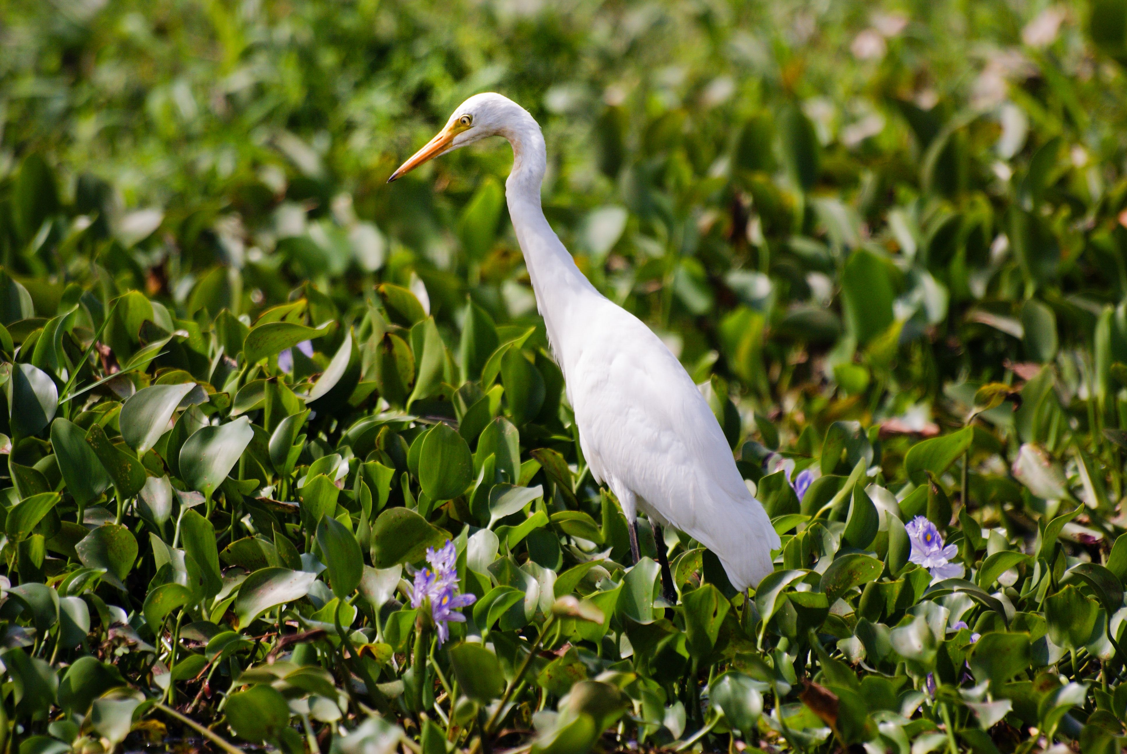 Bird on Grass · Free Stock Photo