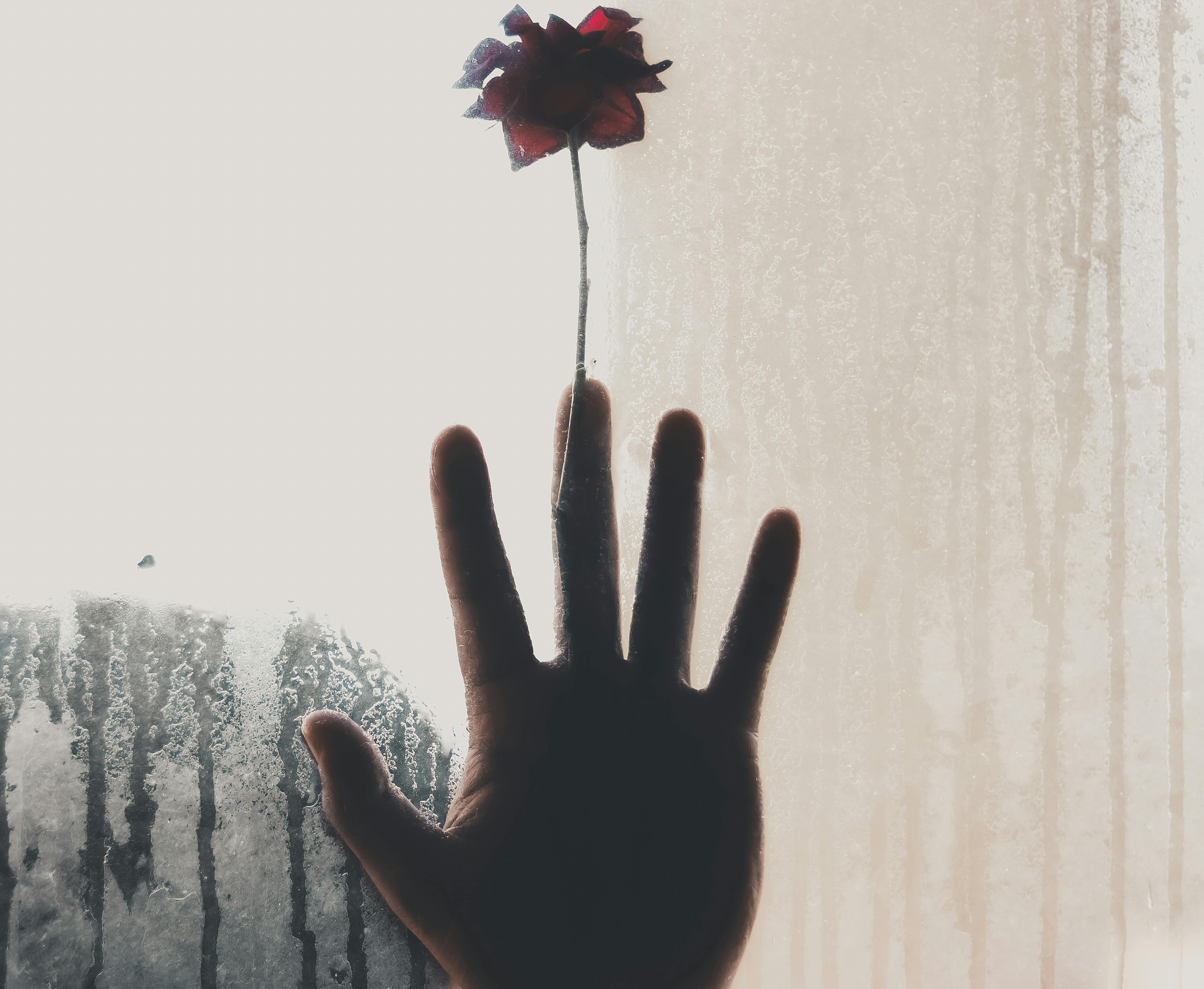 Unrecognizable person touching window with flower behind · Free Stock Photo