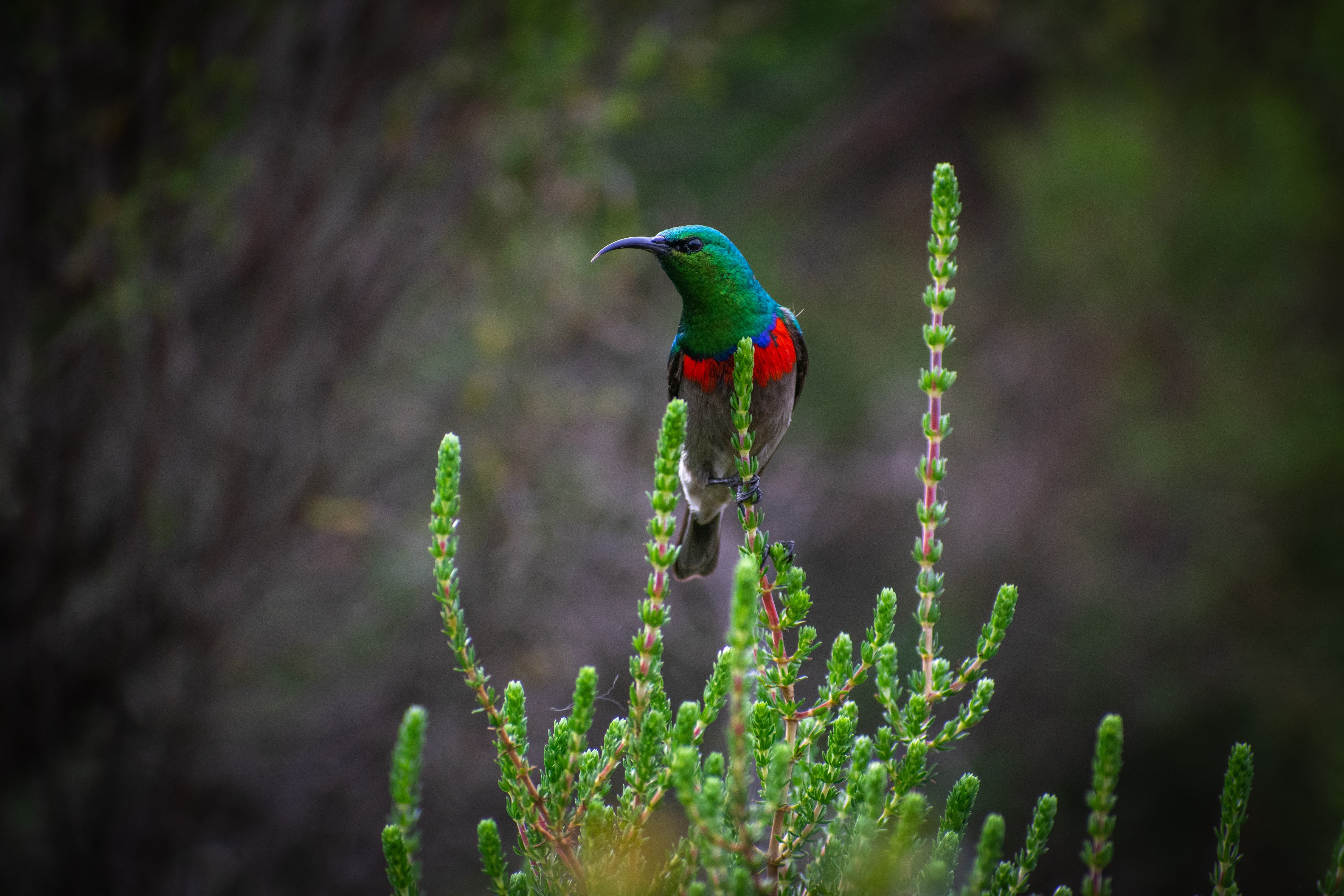 Bird on Plants · Free Stock Photo
