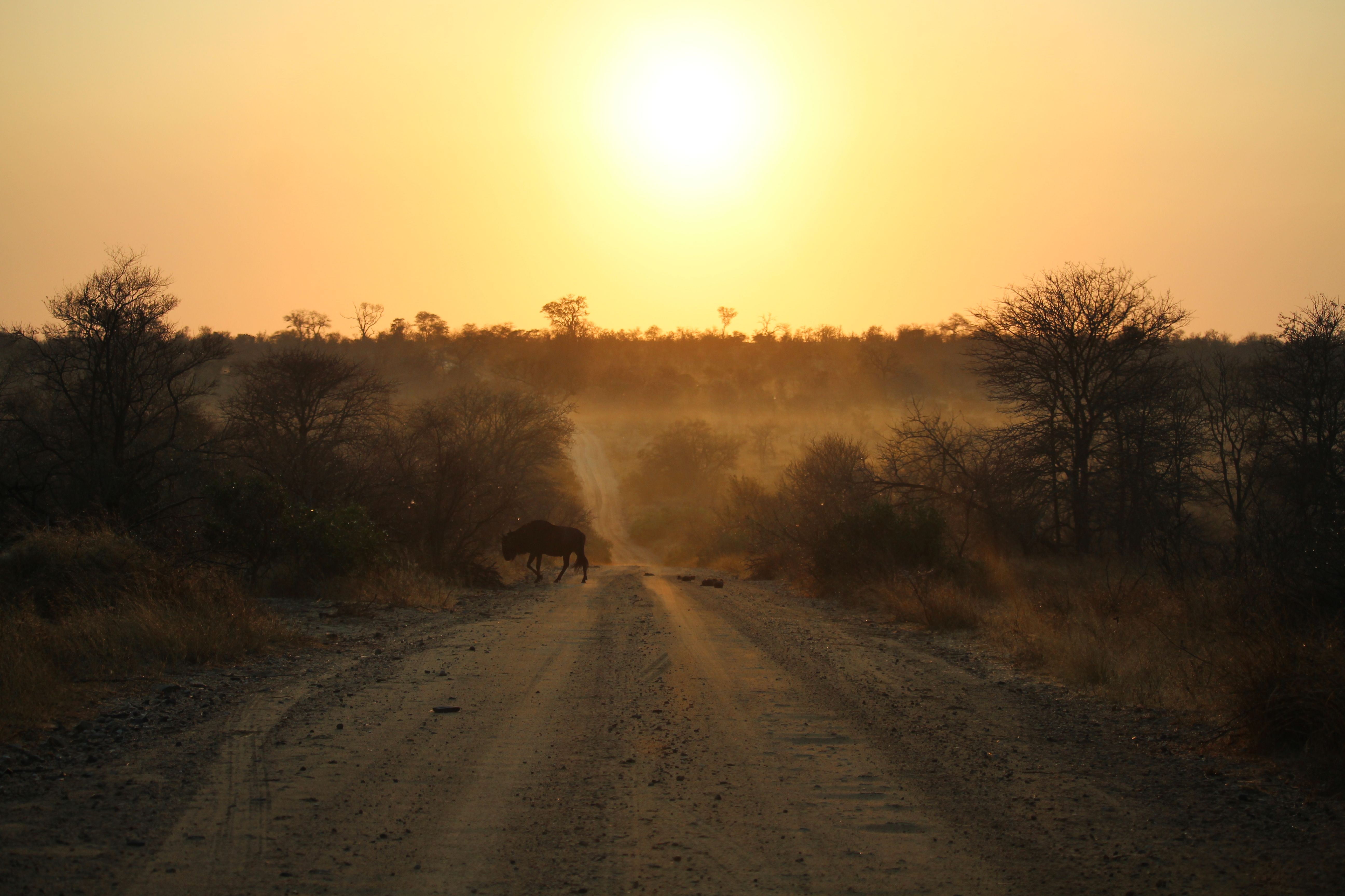 Wildebeest Photos, Download The BEST Free Wildebeest Stock Photos & HD ...