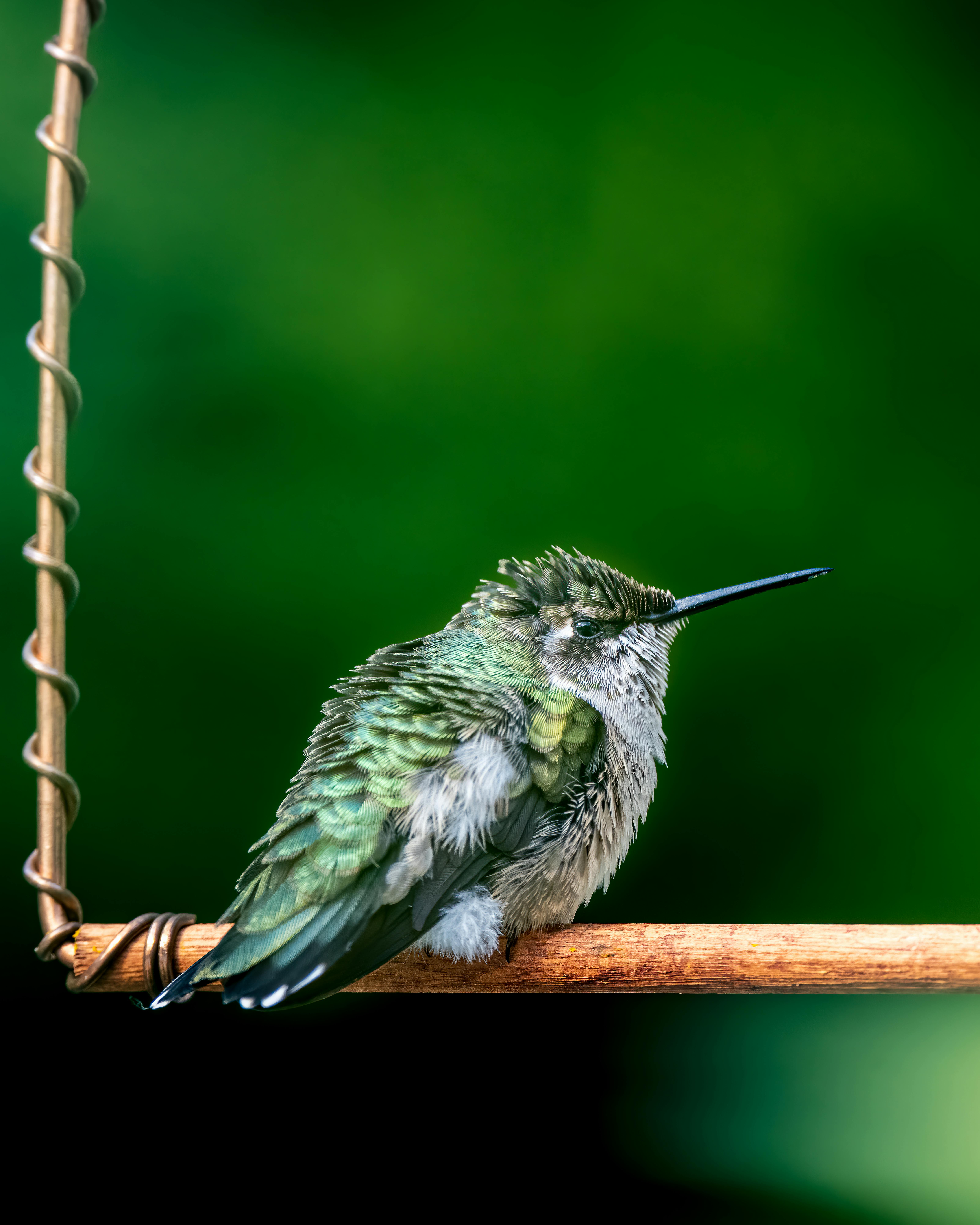 Colibri Photos, Download The BEST Free Colibri Stock Photos & HD Images