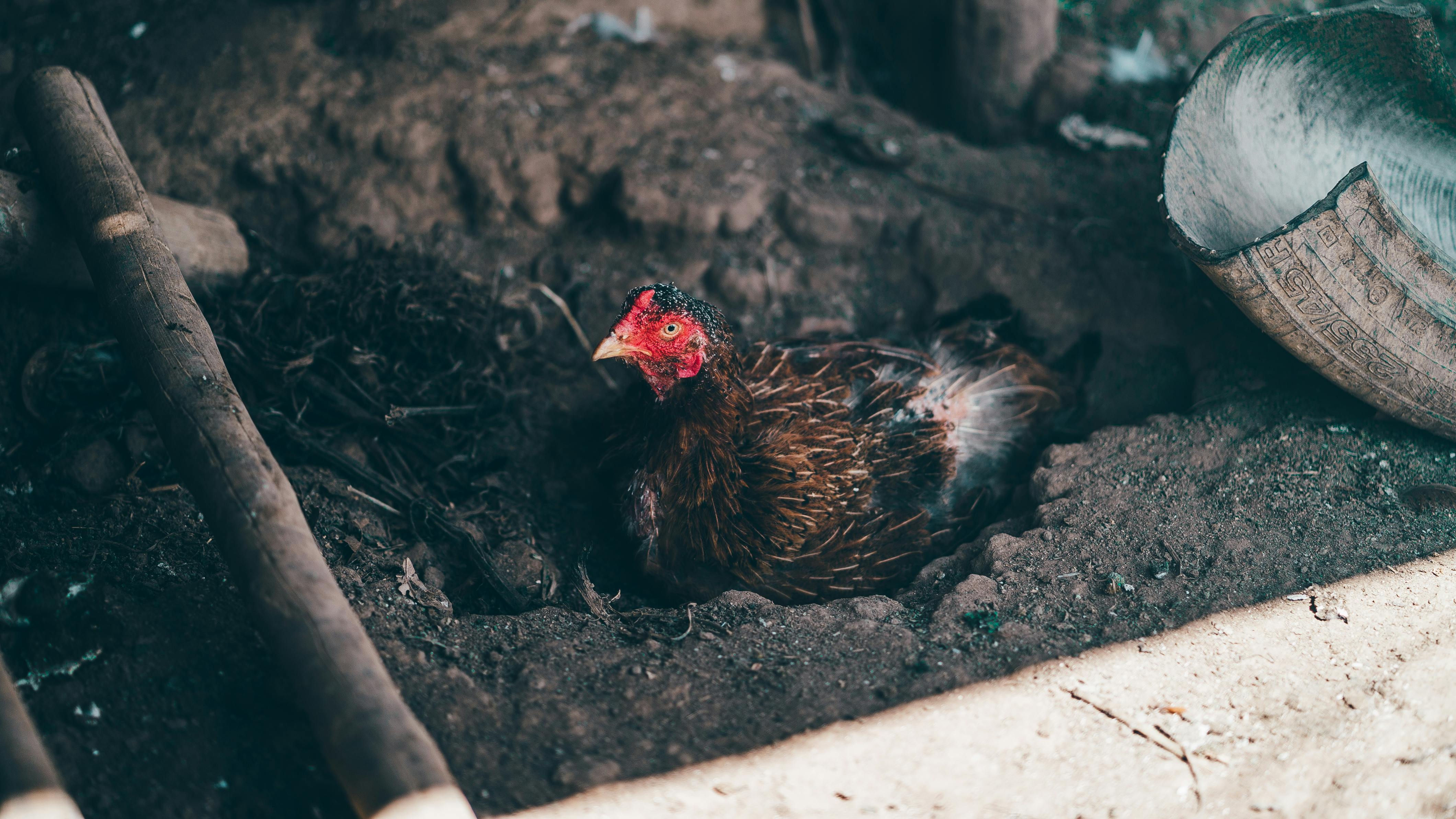 A Chicken Resting in a Burrowed Ground · Free Stock Photo