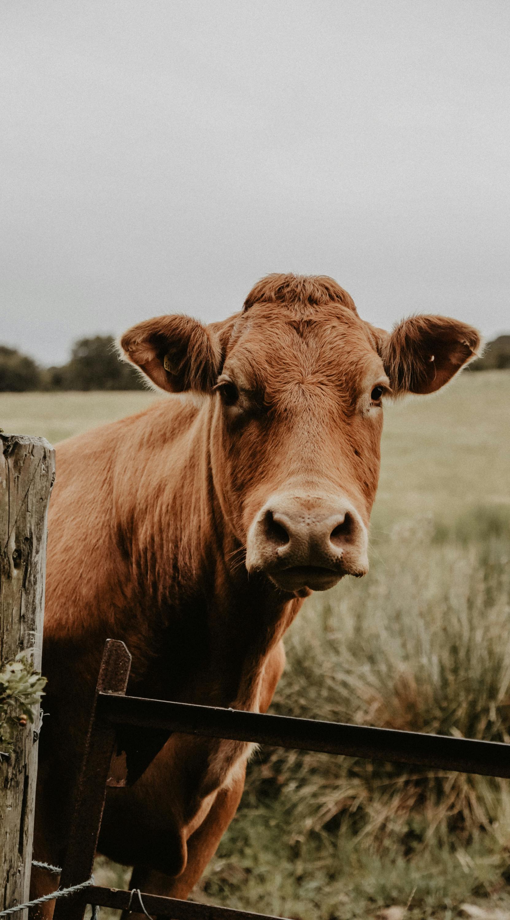 Close-up Photo of White and Brown Cattle · Free Stock Photo