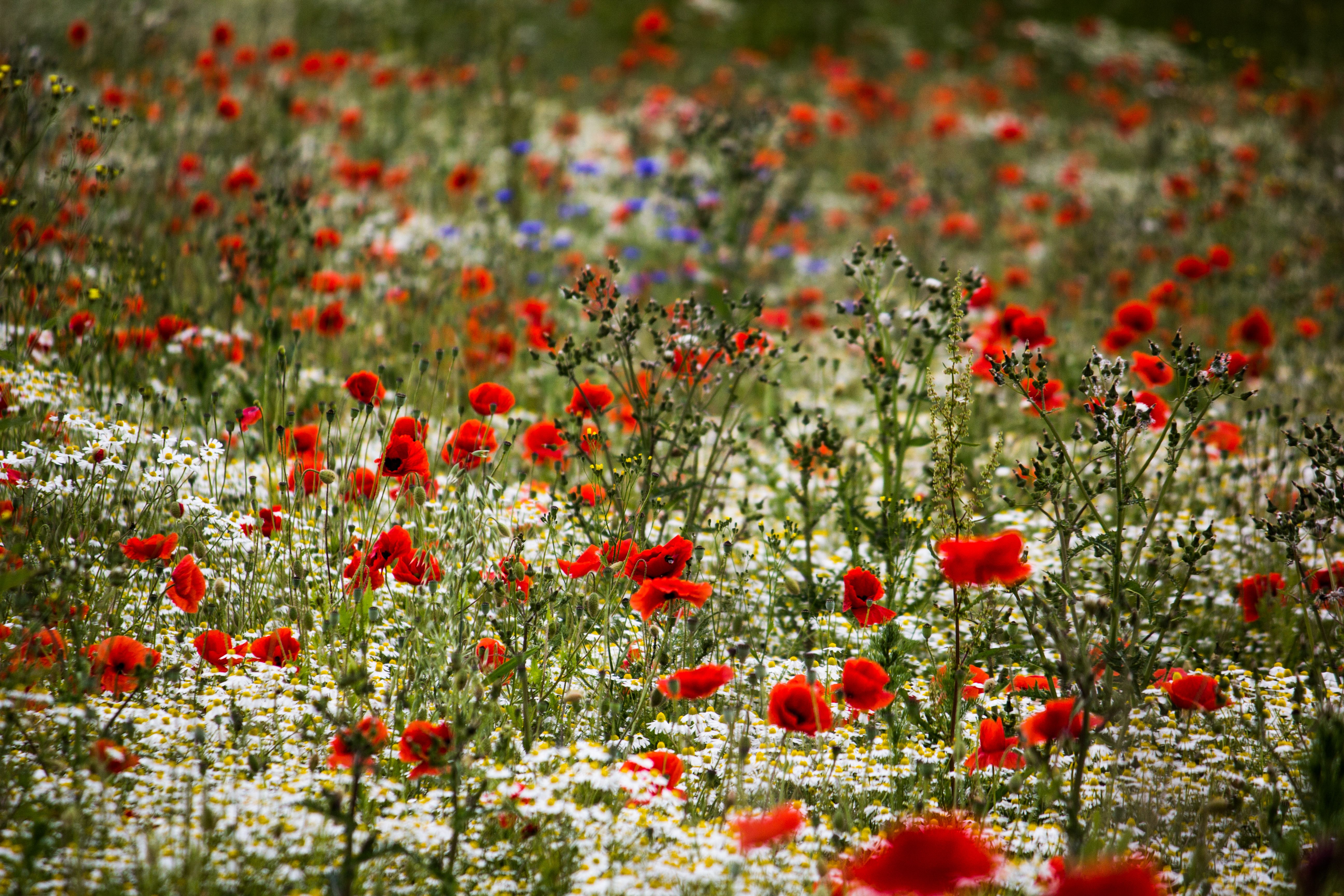 Flowers on the Field · Free Stock Photo