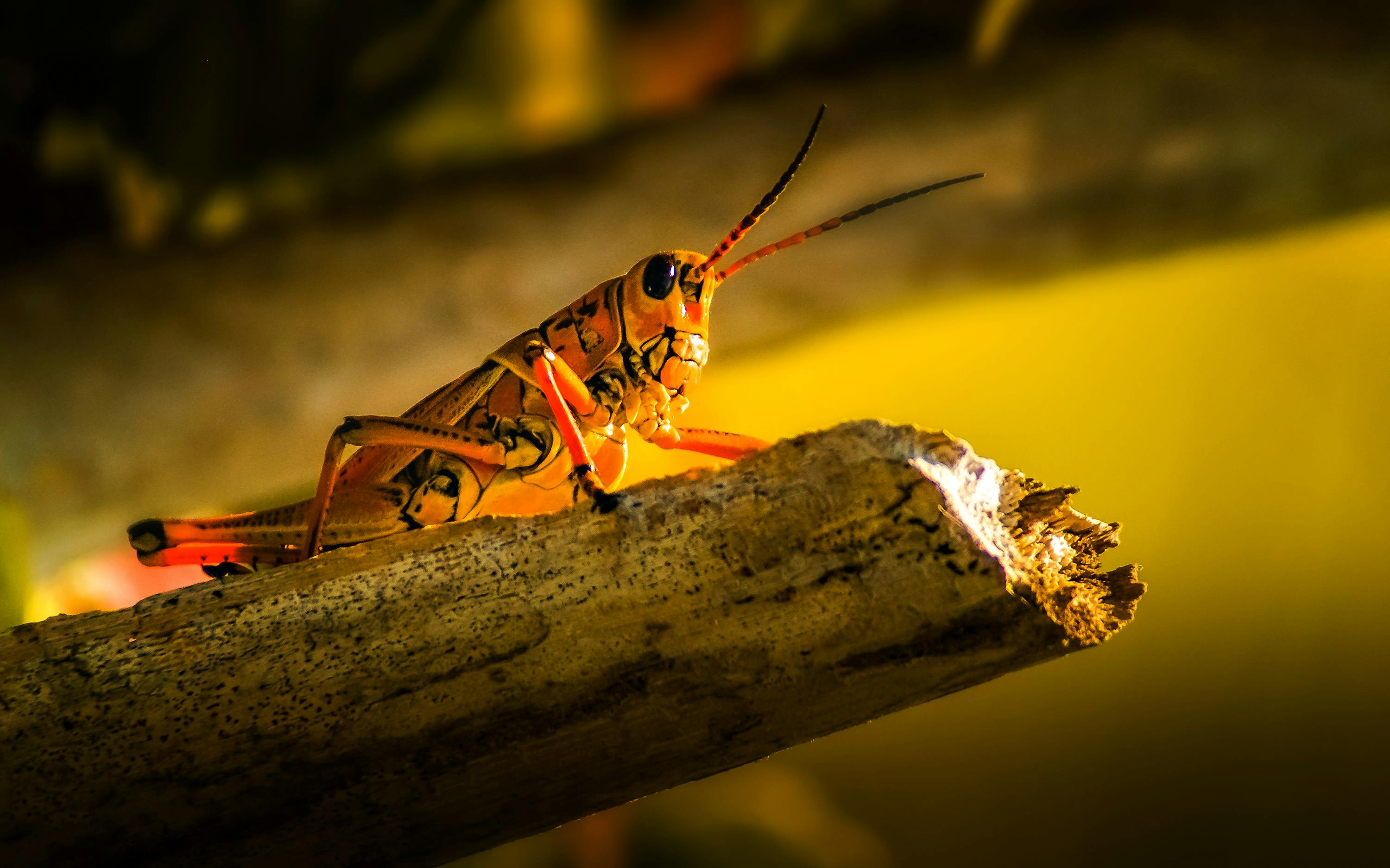 Selective Focus Photo of Grasshopper · Free Stock Photo
