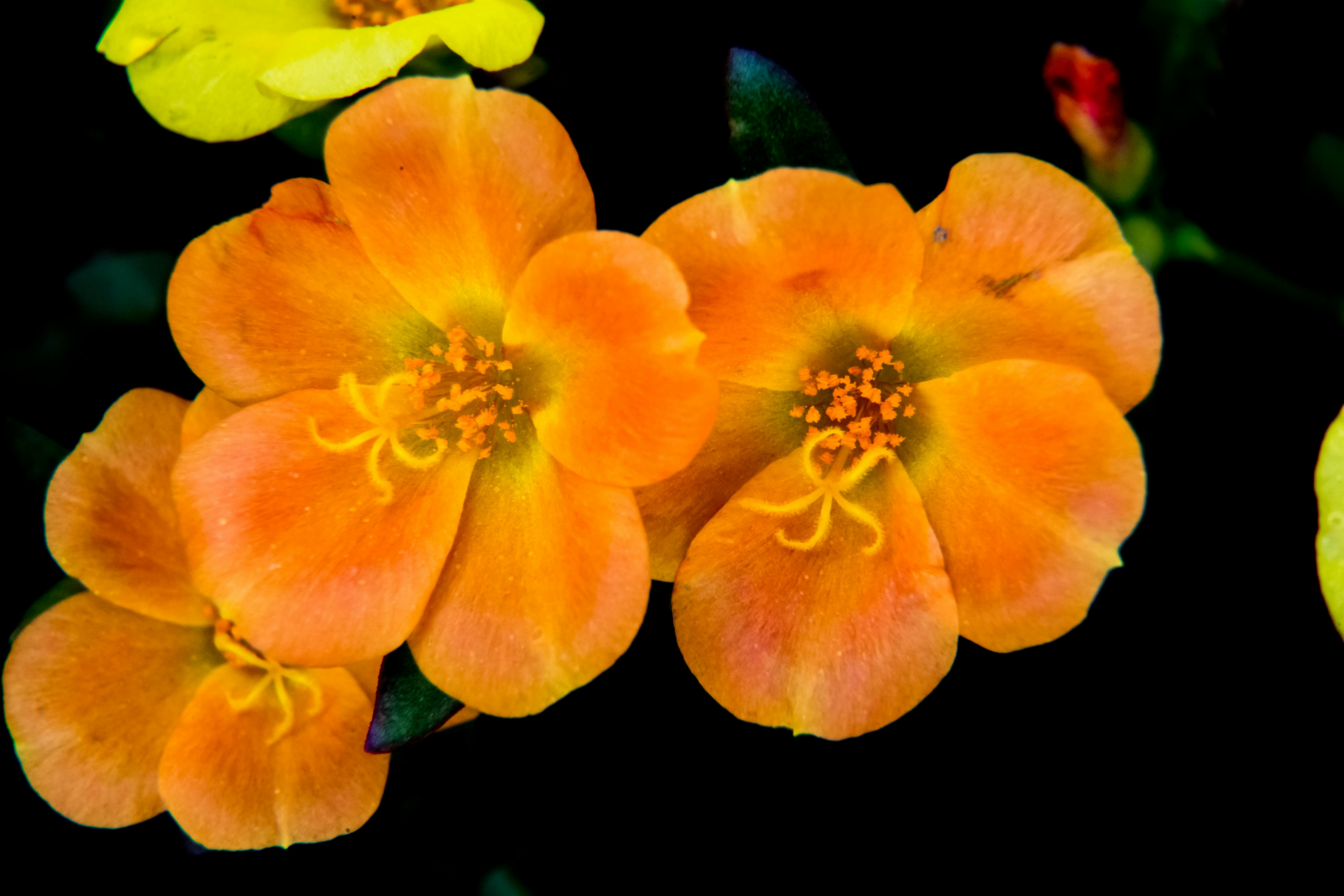 Purple Pollen Flowers · Free Stock Photo