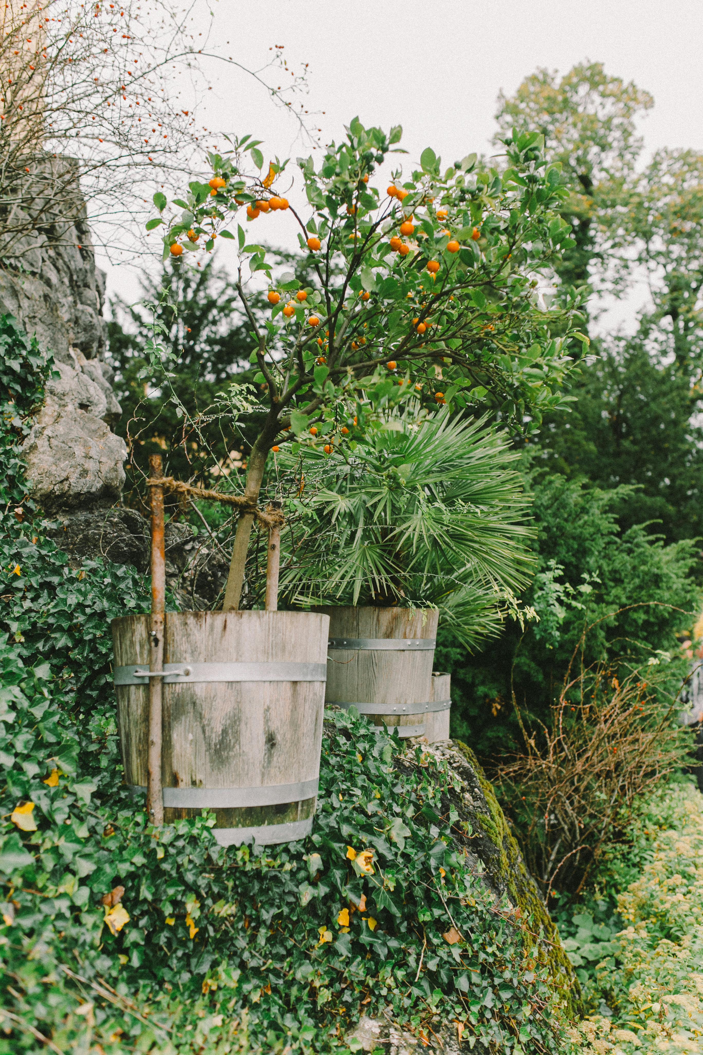 Plant Container Photos, Download The BEST Free Plant Container Stock ...