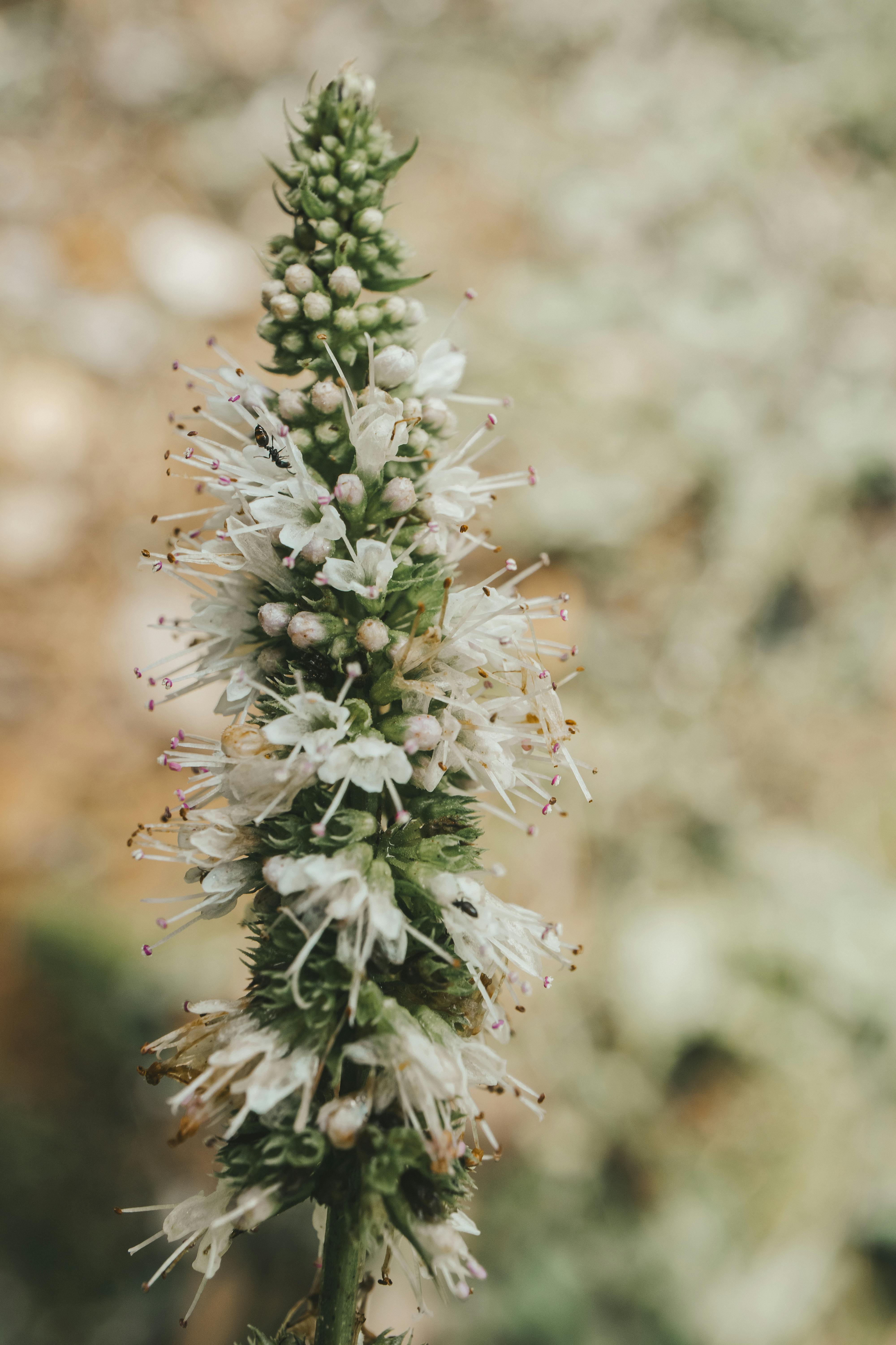 Close-up of a Long-leaved Mint · Free Stock Photo
