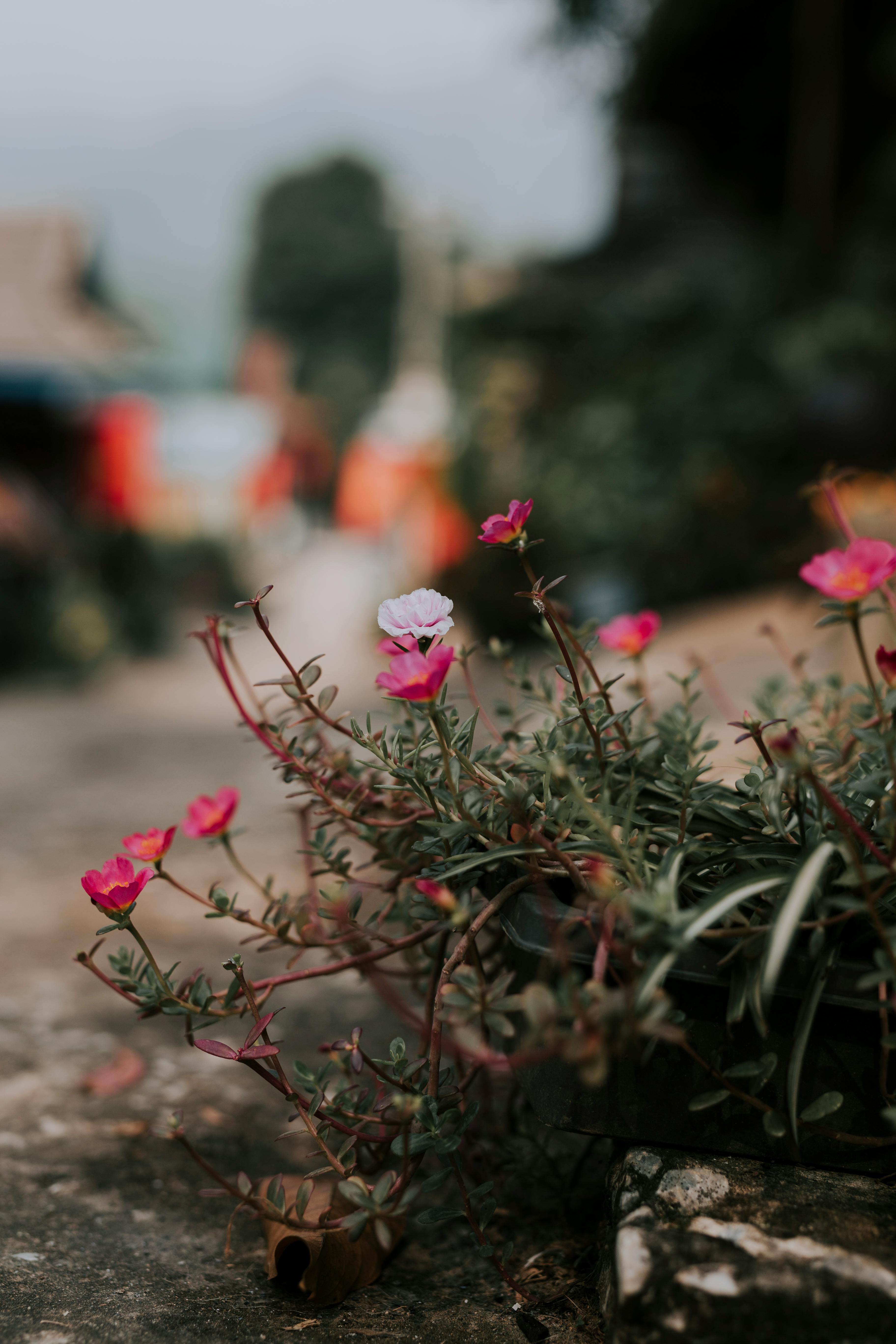Blooming Moss-rose Purslane · Free Stock Photo