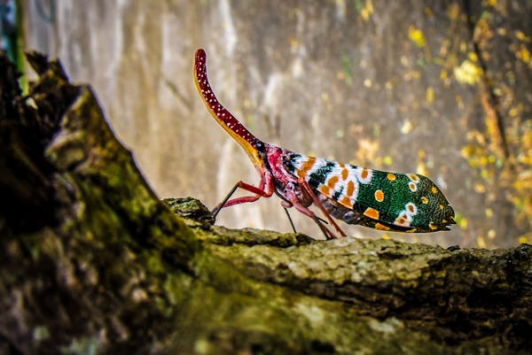 Insect Photos, Download The BEST Free Insect Stock Photos & HD Images