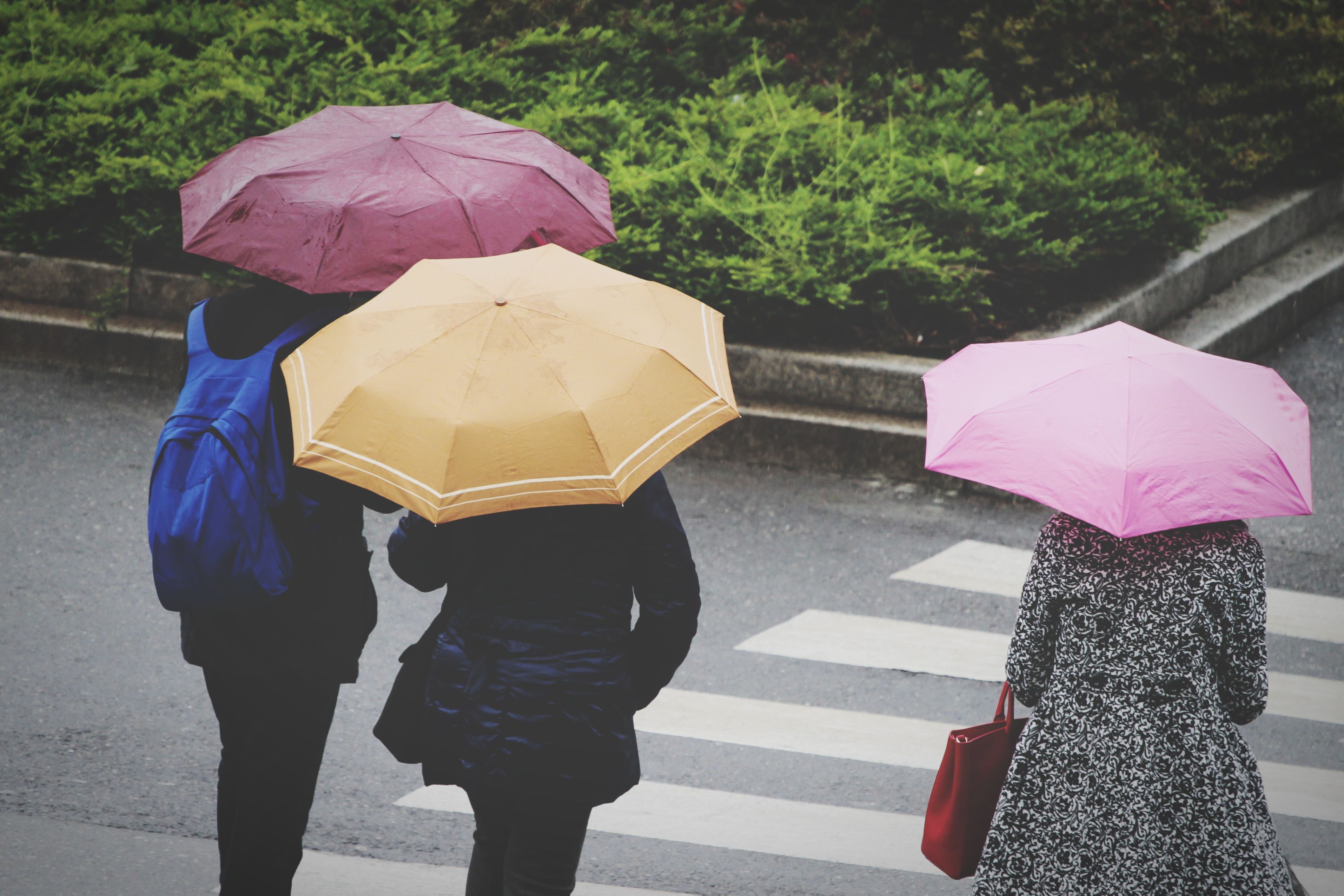 Back View of Two People Holding Their Umbrellas while Walking on the ...