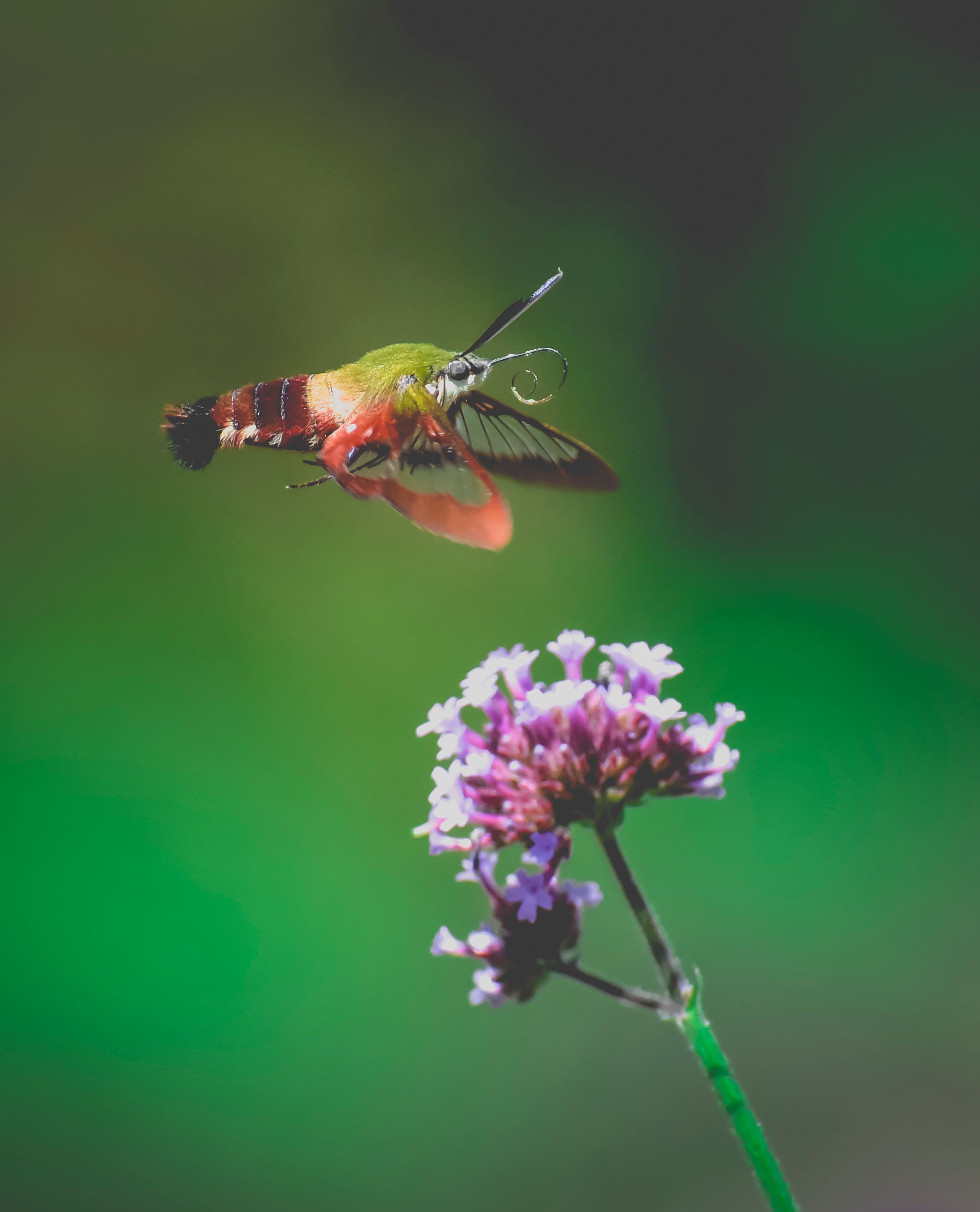 Clearwing moth flying over purple flower · Free Stock Photo