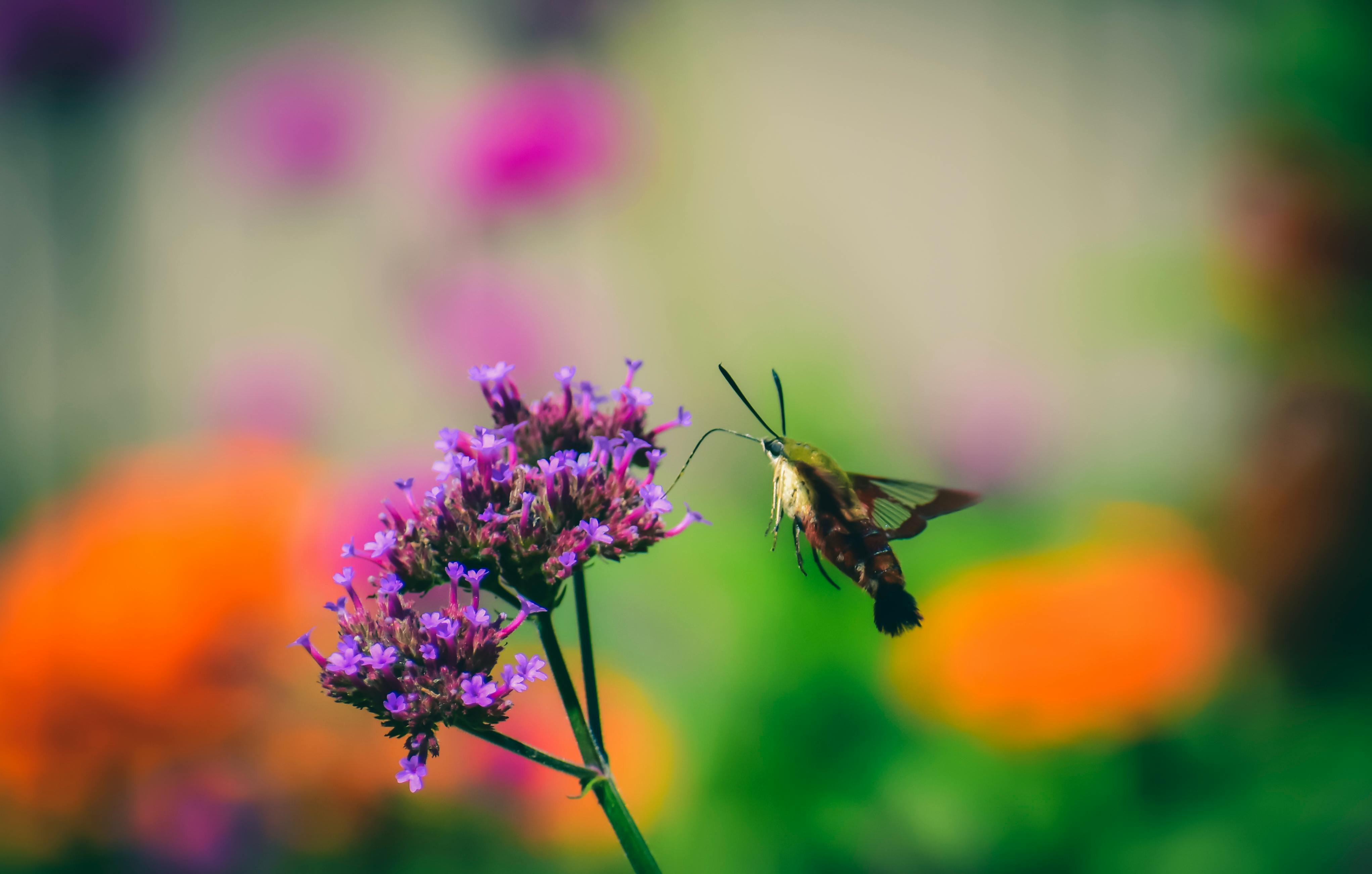 Hummingbird moth collecting sweet pollen from purple flower · Free ...