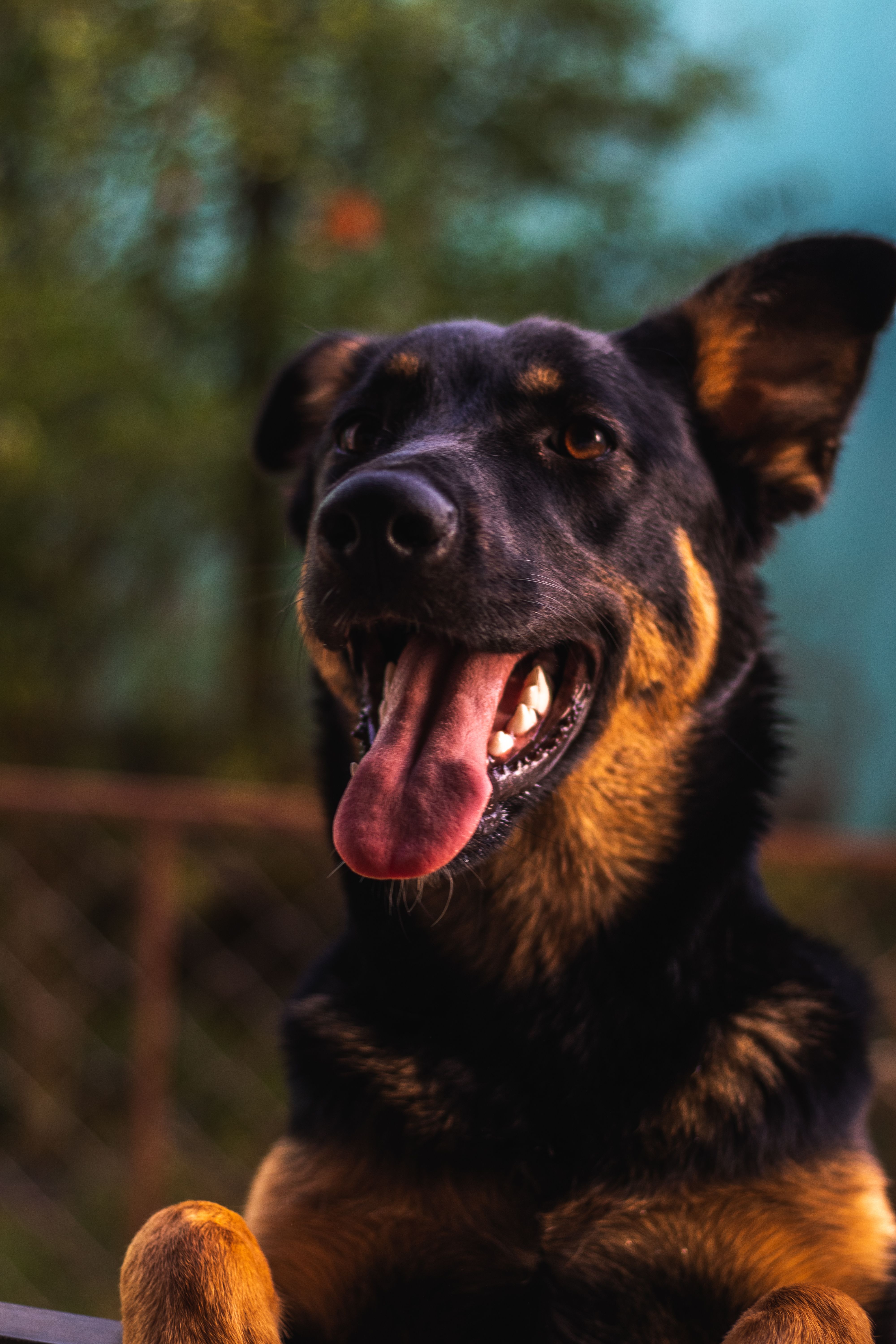 Brown Dog Jumping on the Wooden Fence · Free Stock Photo