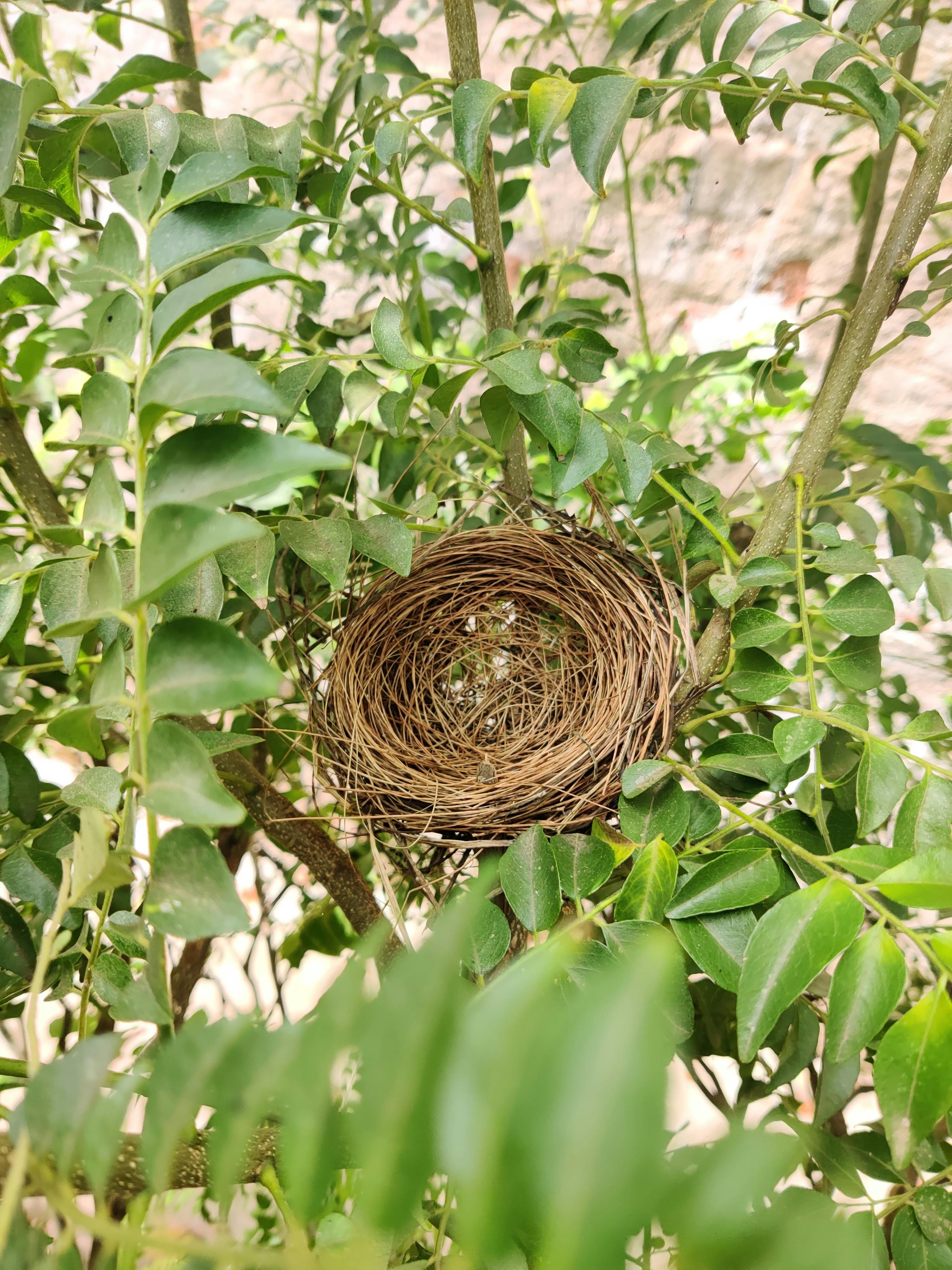 Nest among Green Leaves · Free Stock Photo