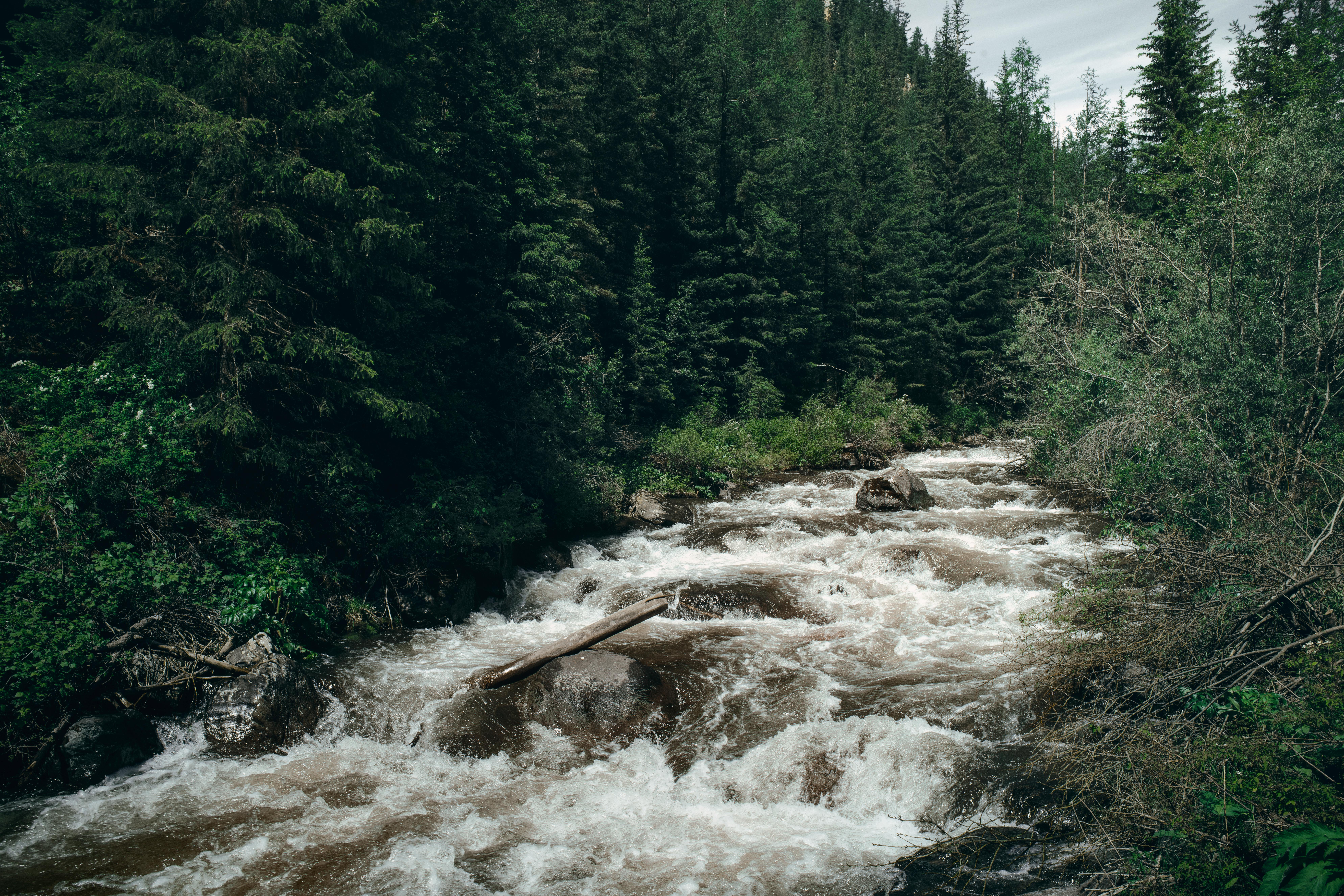Mountain river flowing through forest · Free Stock Photo